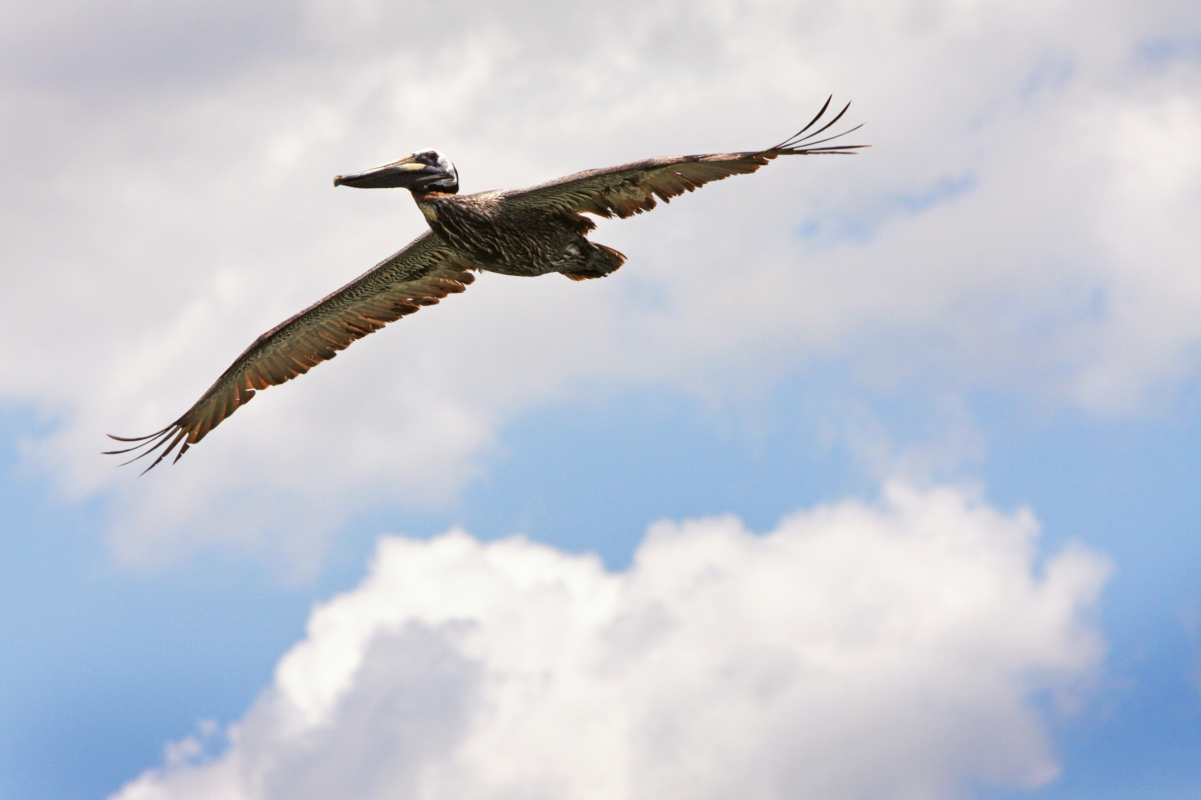 Gliding Pelican Traces a Quiet Arc Through Cloudscape
