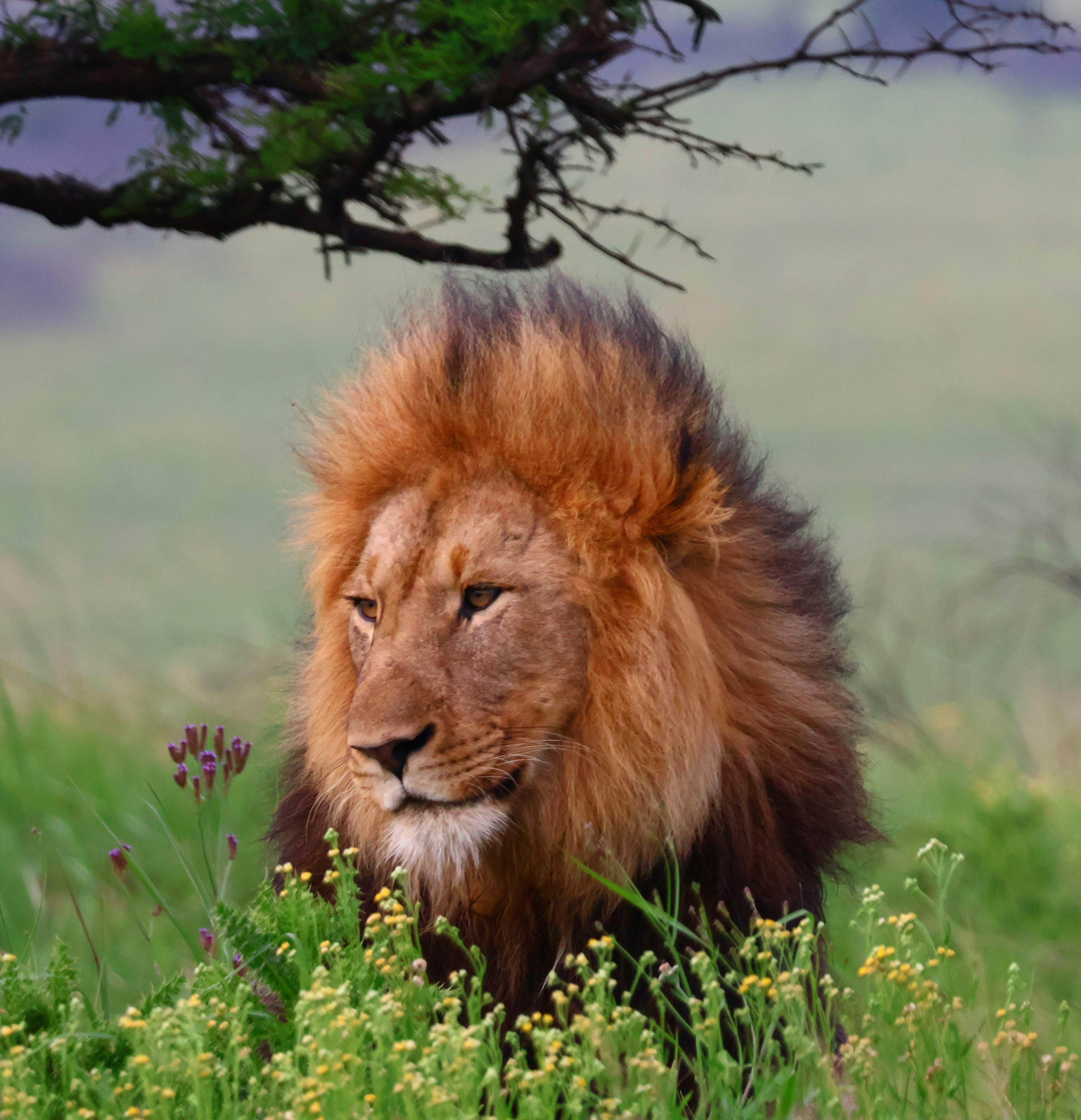 Golden Mane, Quiet Meadow: Portrait of a Resting King
