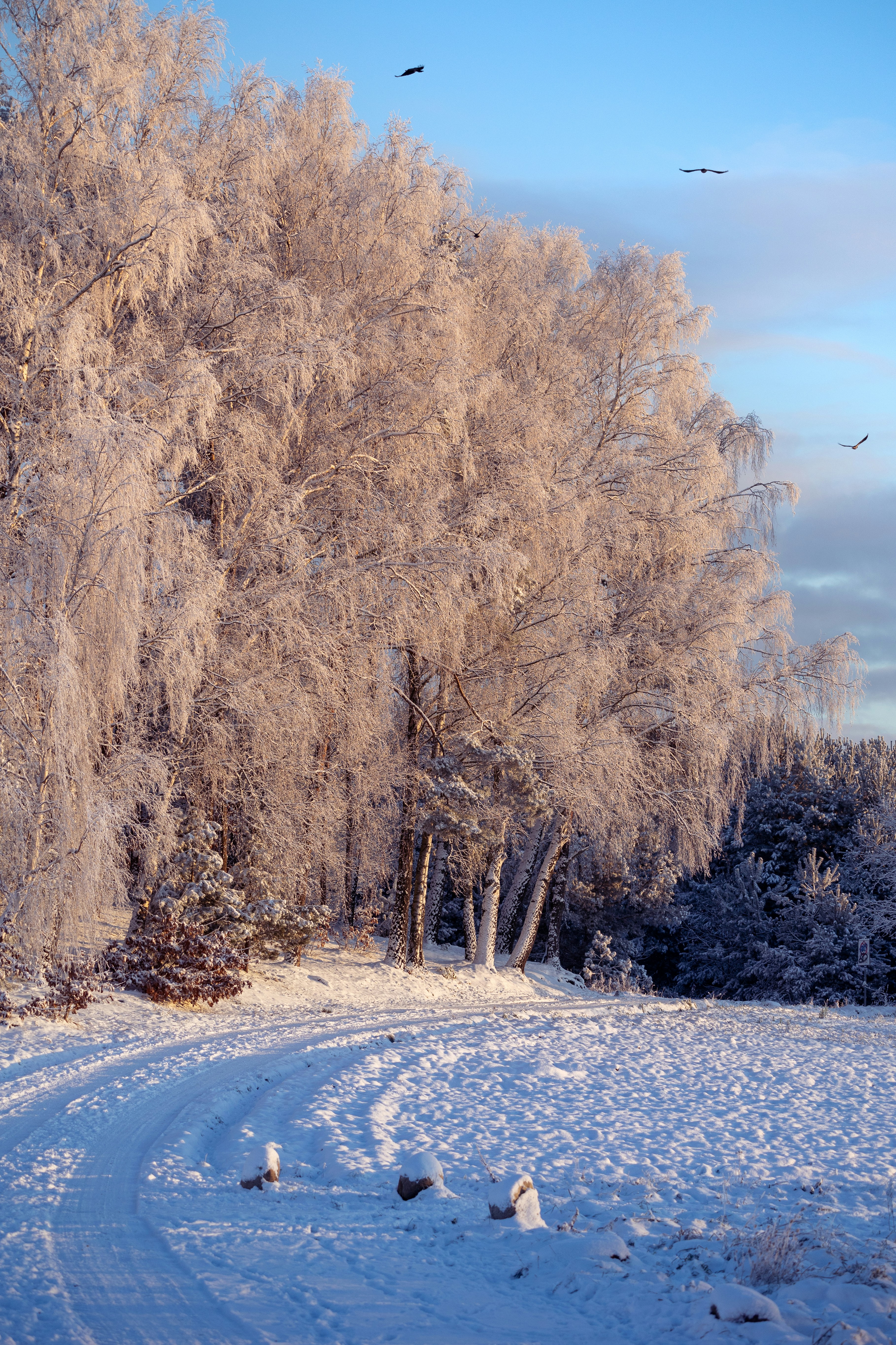Snow-laden trees and a winding path under a clear blue sky at sunrise.