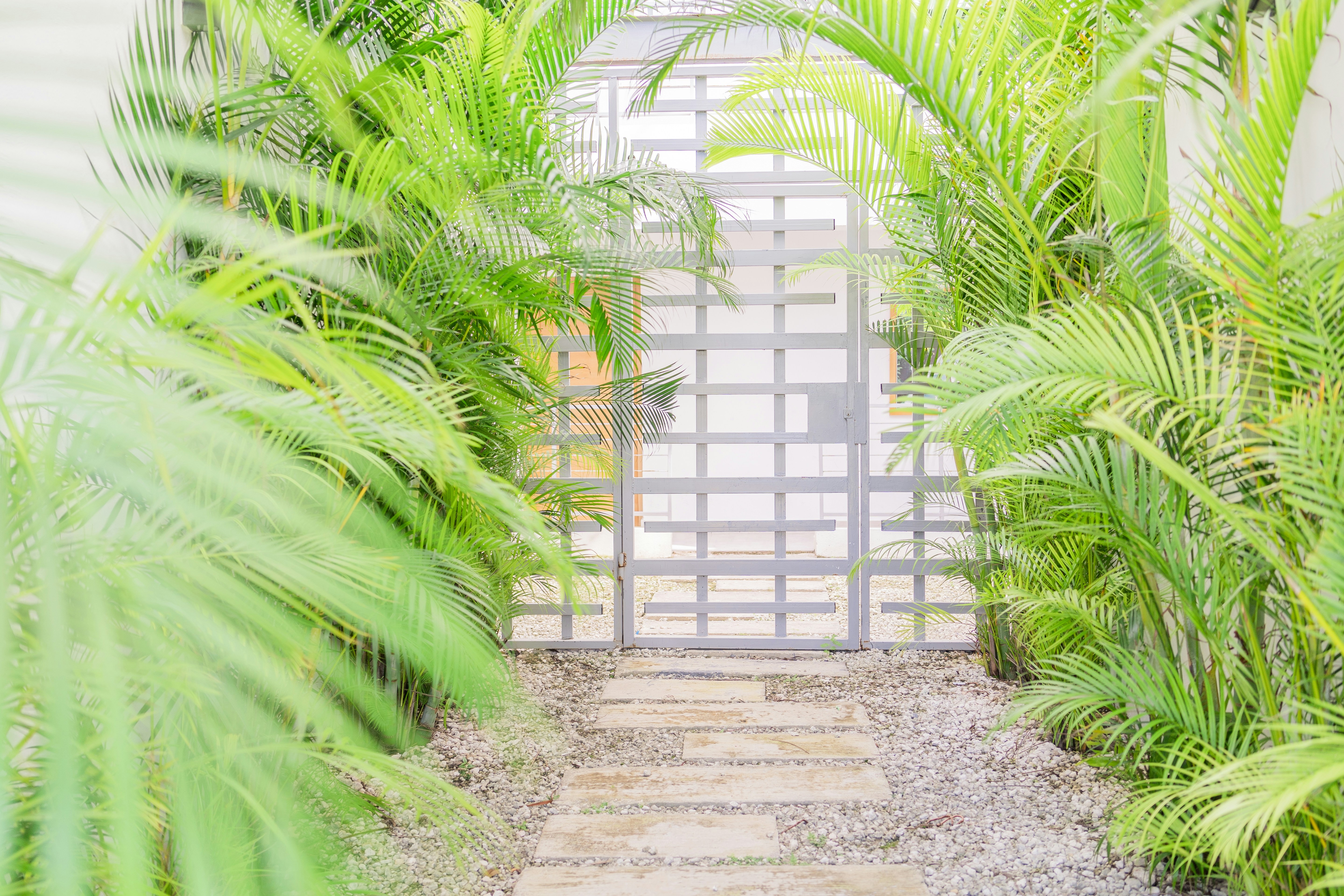 Pathway to Serenity: A Lush Green Escape