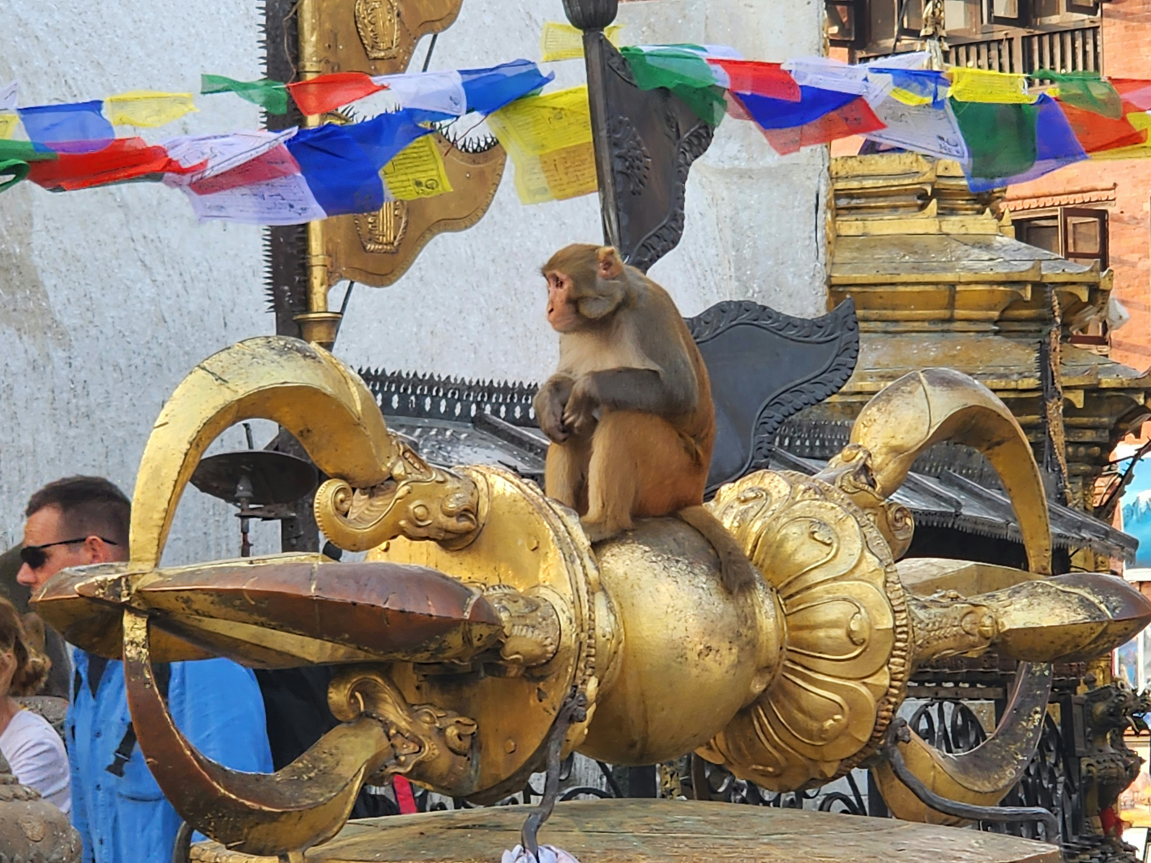 Monkey on Golden Spindle: A Quiet Moment Above Sacred Craft