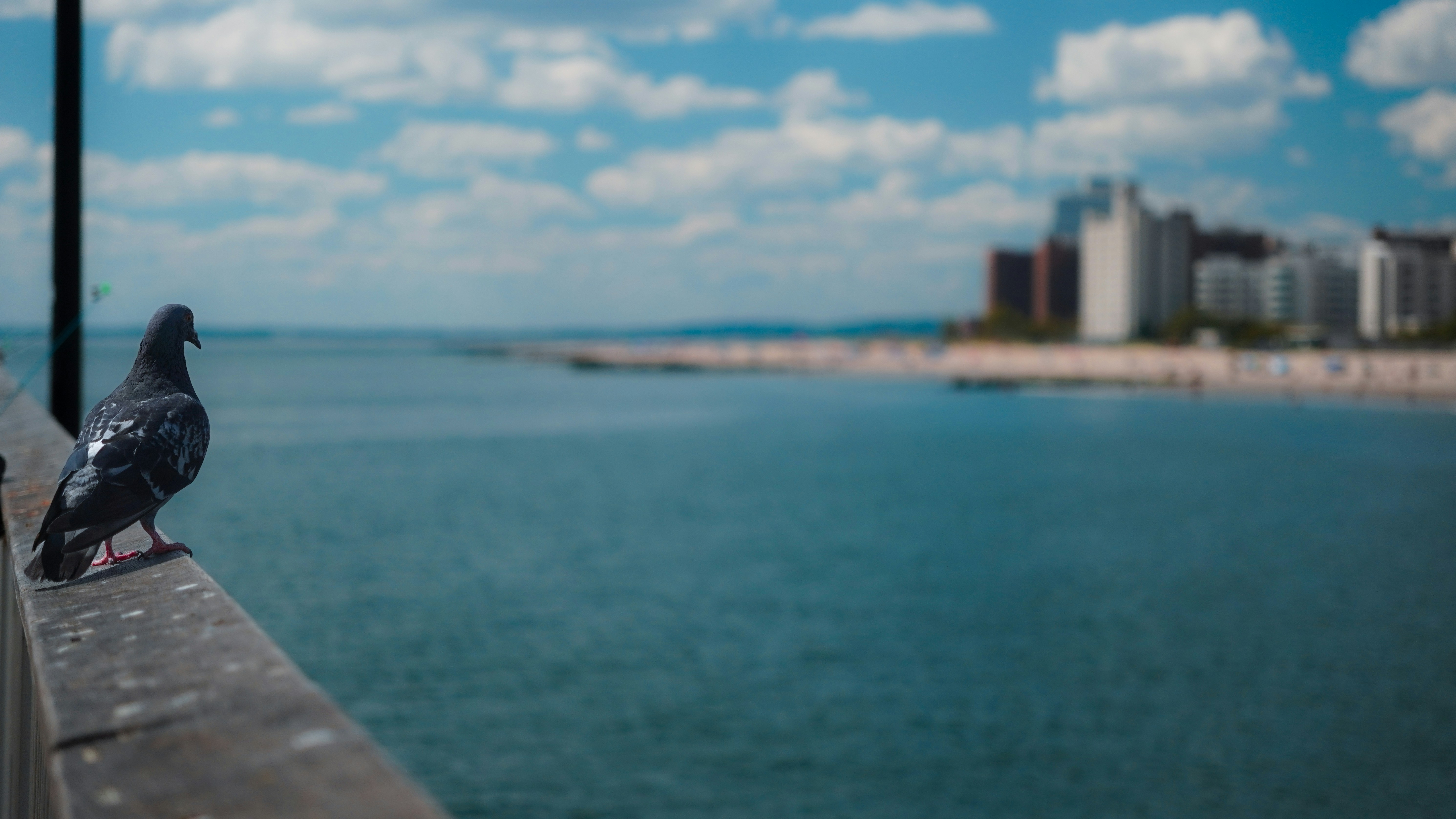 Pigeon at the Pier's Edge: Calm Sea and Distant City Horizon