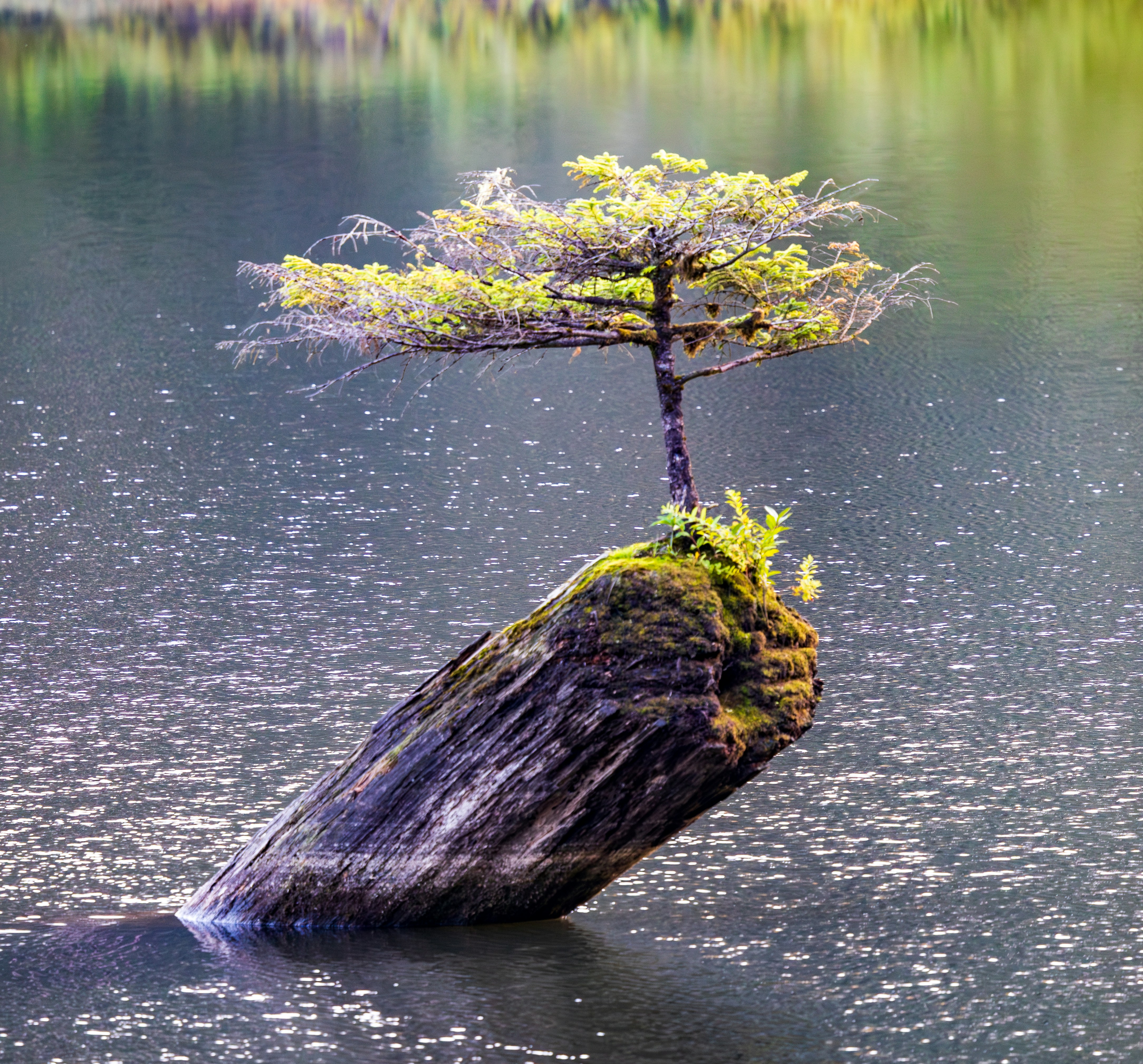 Fairy Lake Tree