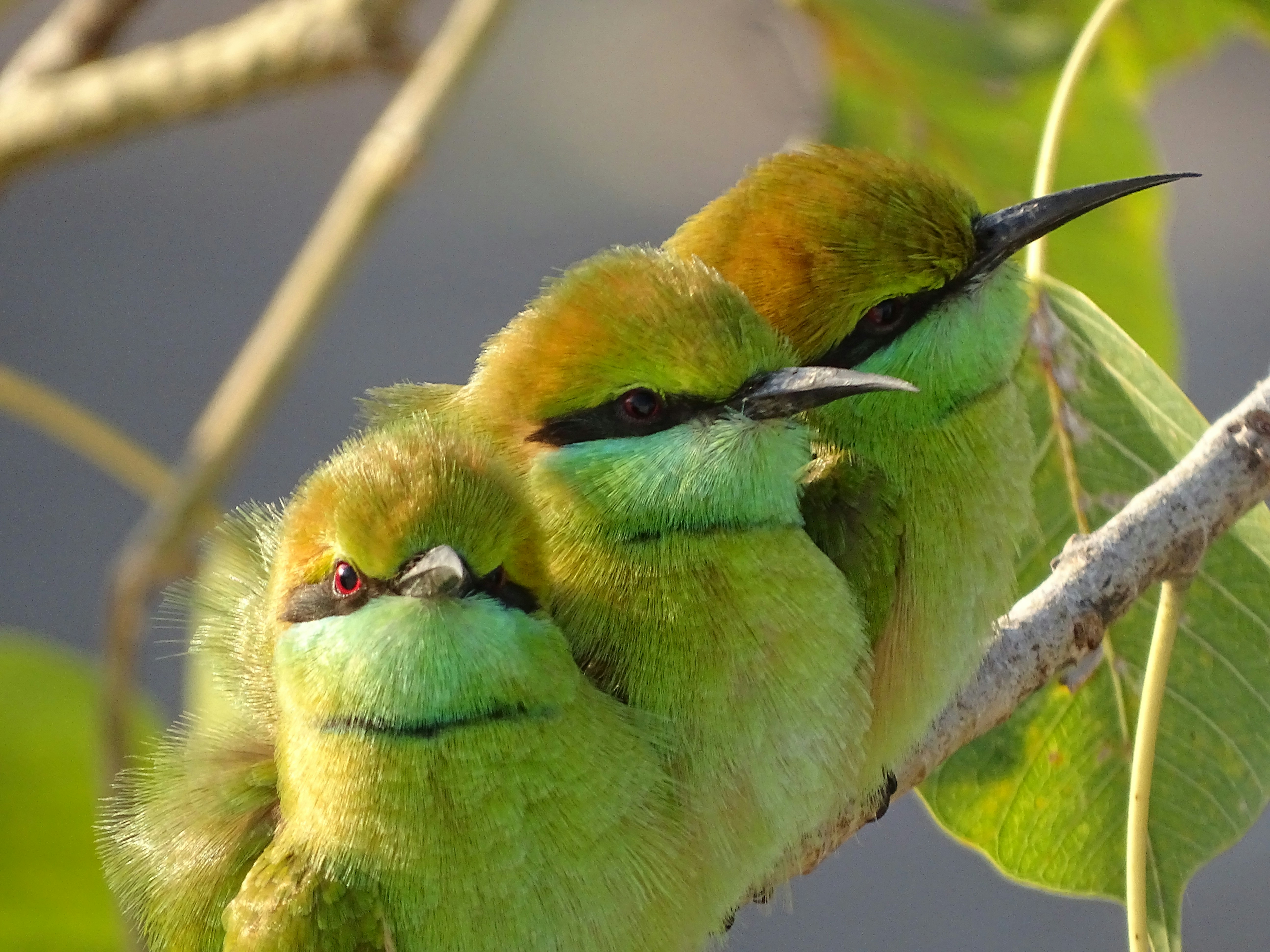 Three Emerald Bee-eaters Share a Sunlit Perch