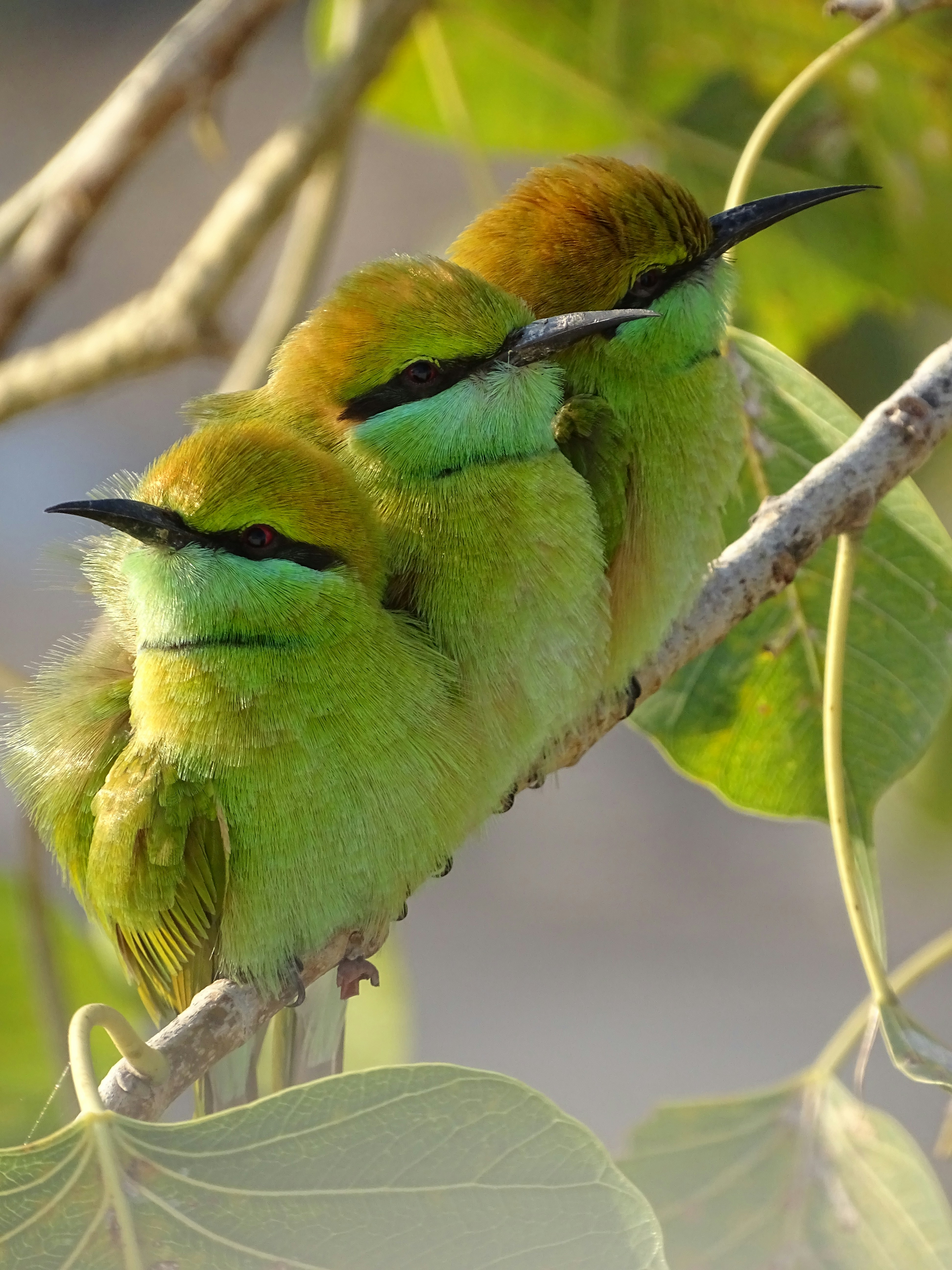 Two green birds sitting on a branch of a tree photo – Free Bird Image ...