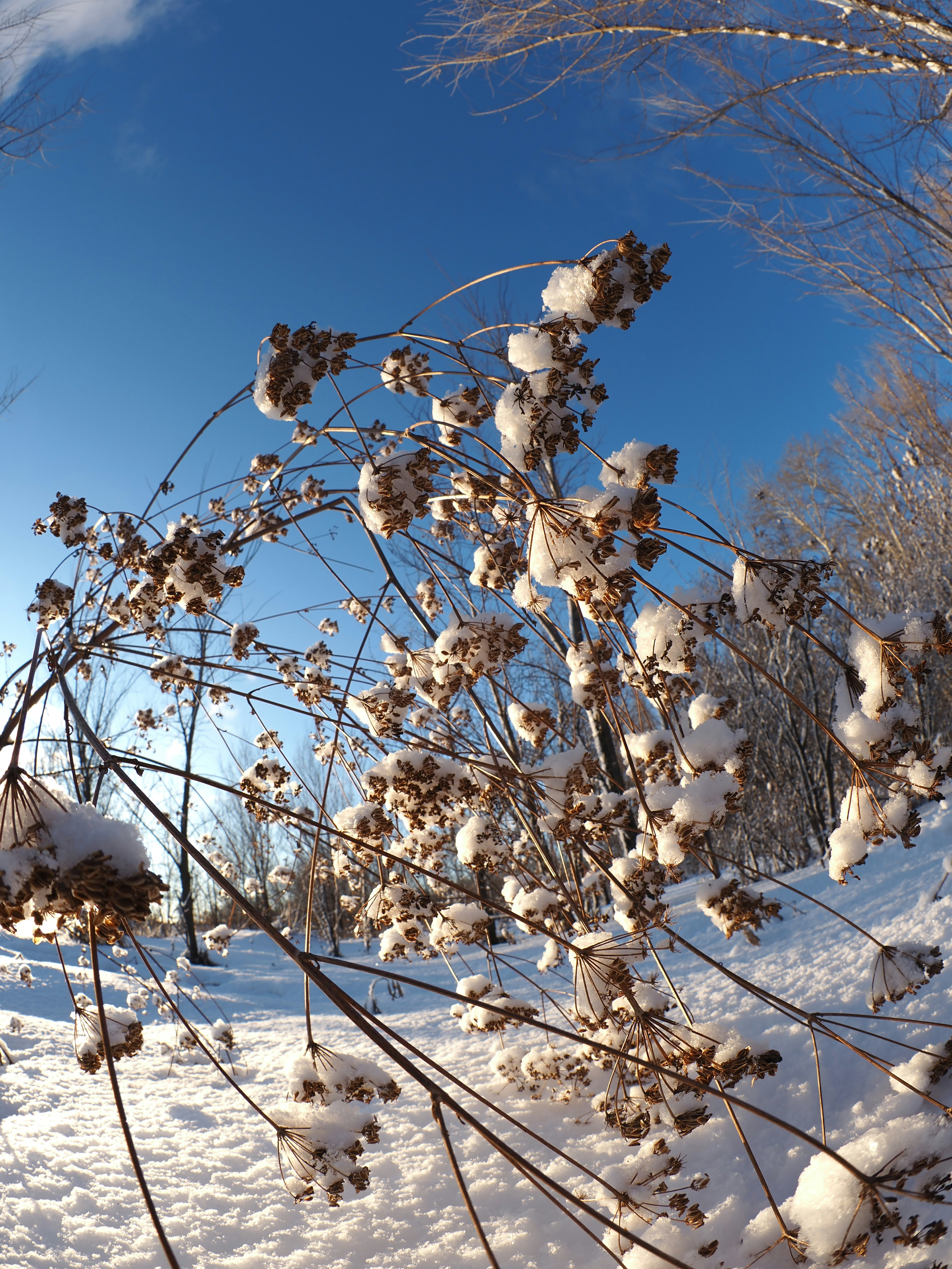 Snow-coated twigs reach toward a blue winter sky