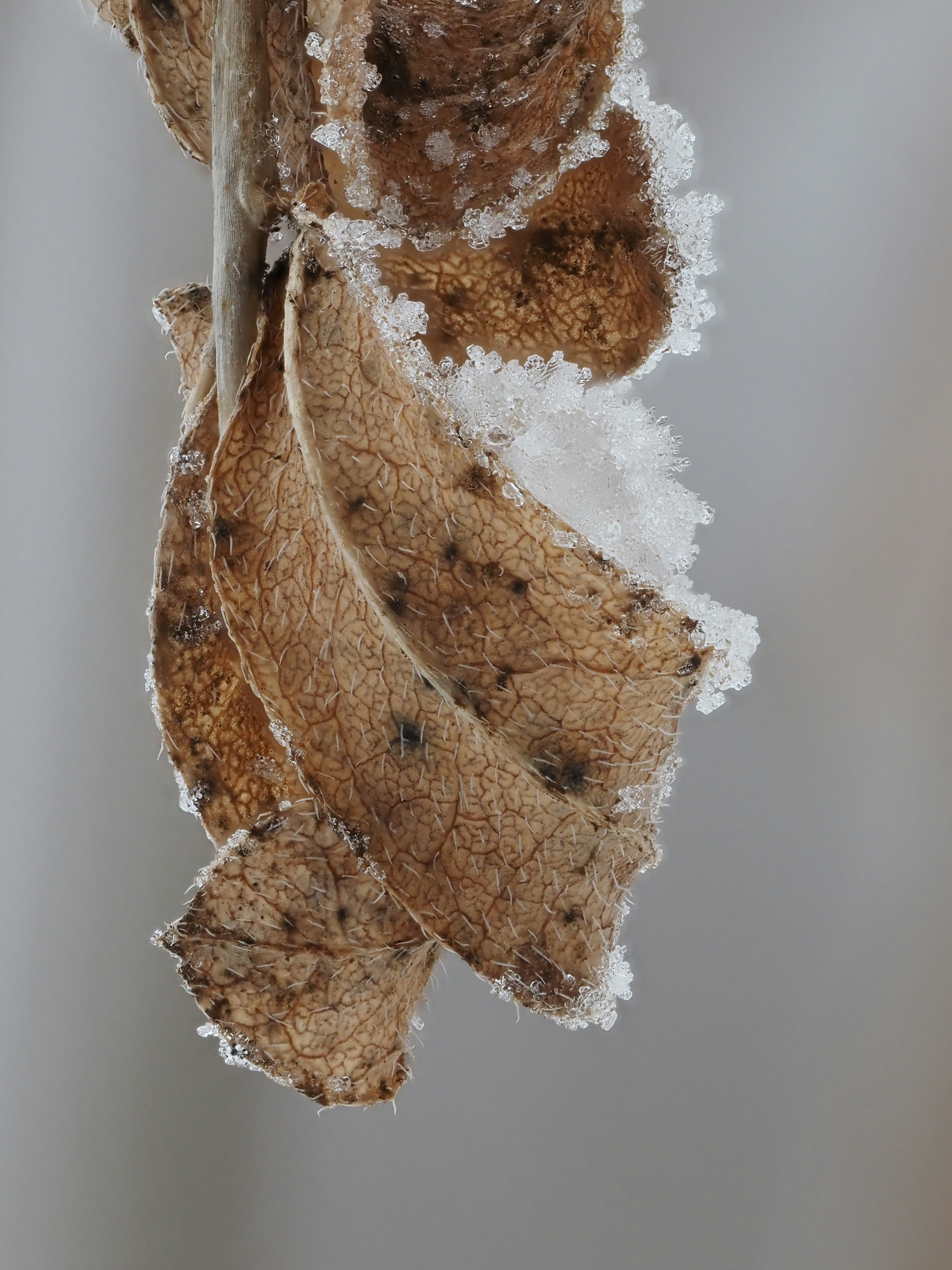 Edge of Frost: Crystal-fringed Leaf in Quiet Winter Light