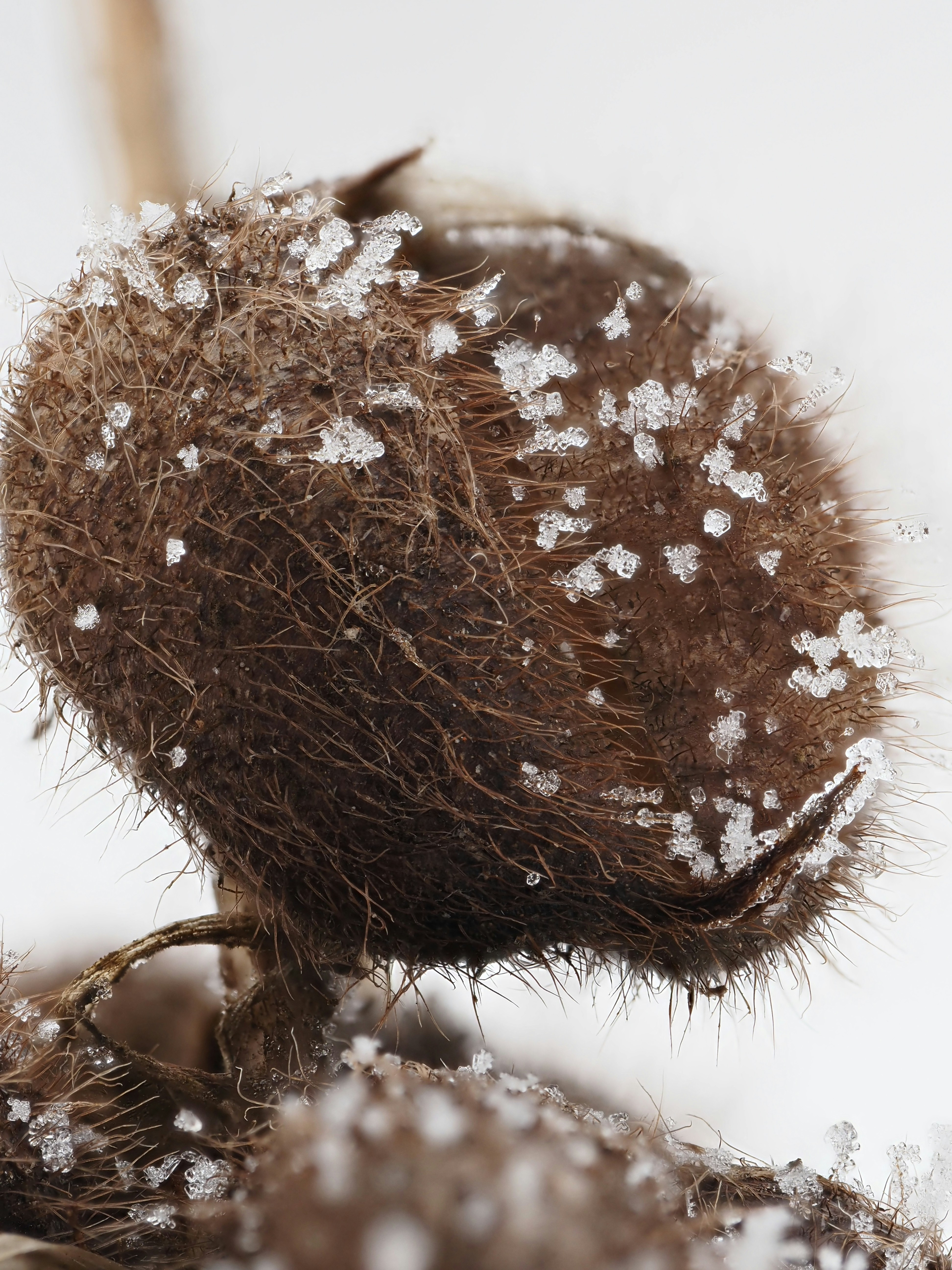 Crystal Lace Adorning a Dried Seed Head