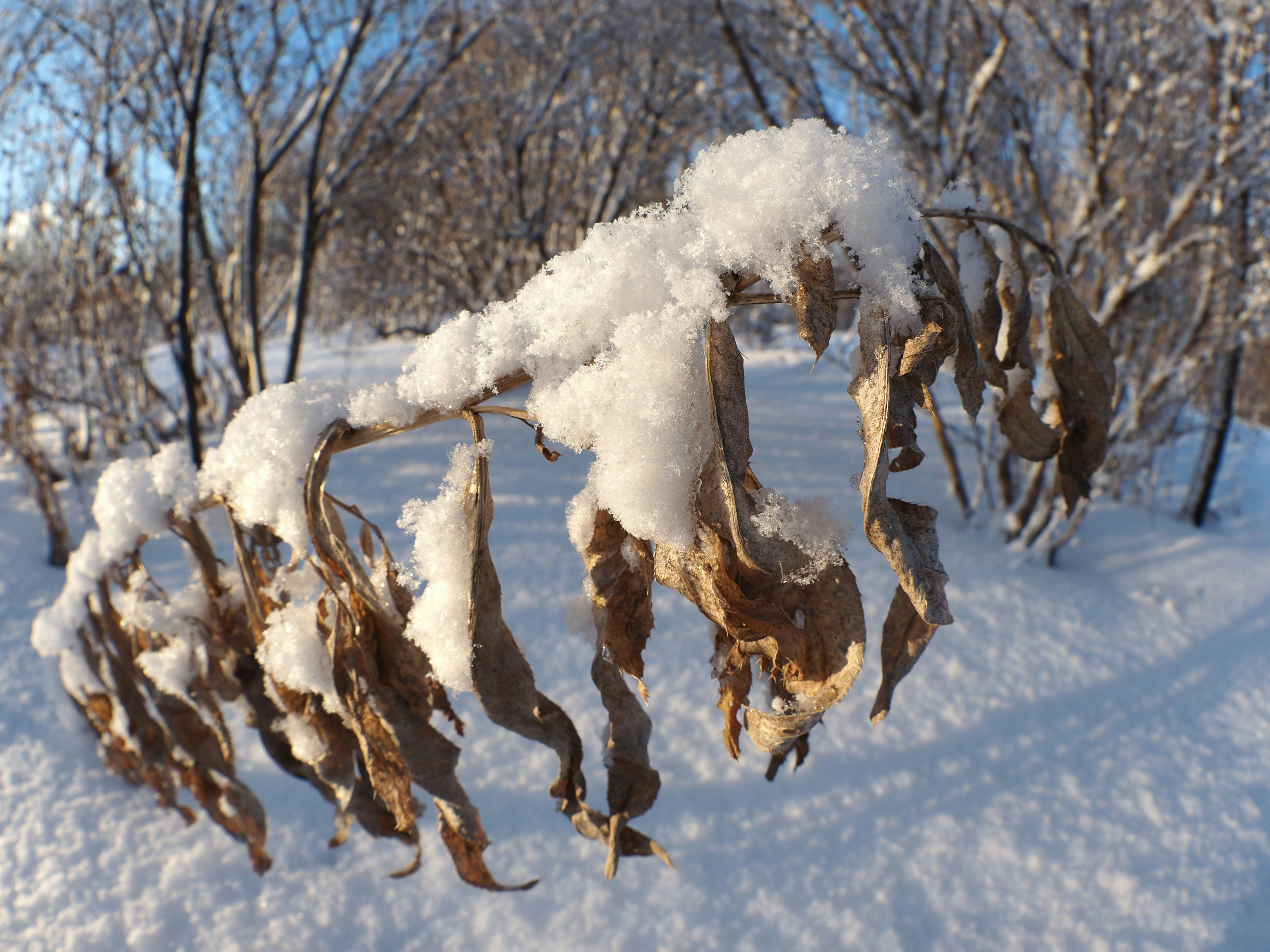 A bunch of snow hanging from a tree photo – Free Orenburg Image on Unsplash