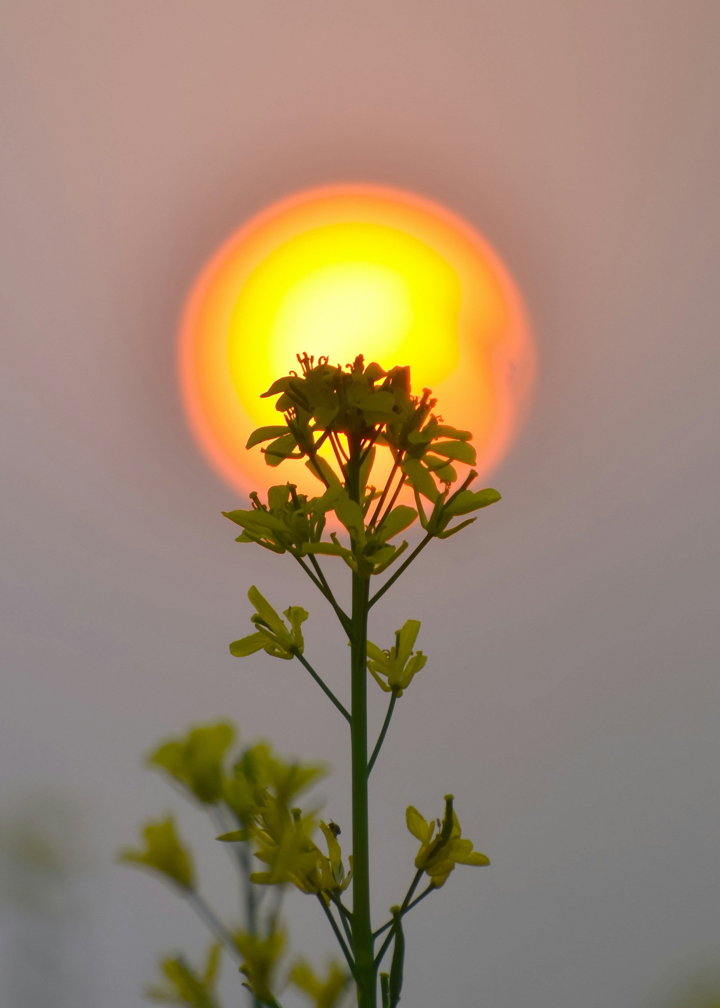 Haloed Sun Cradles a Delicate Sprig at Dusk