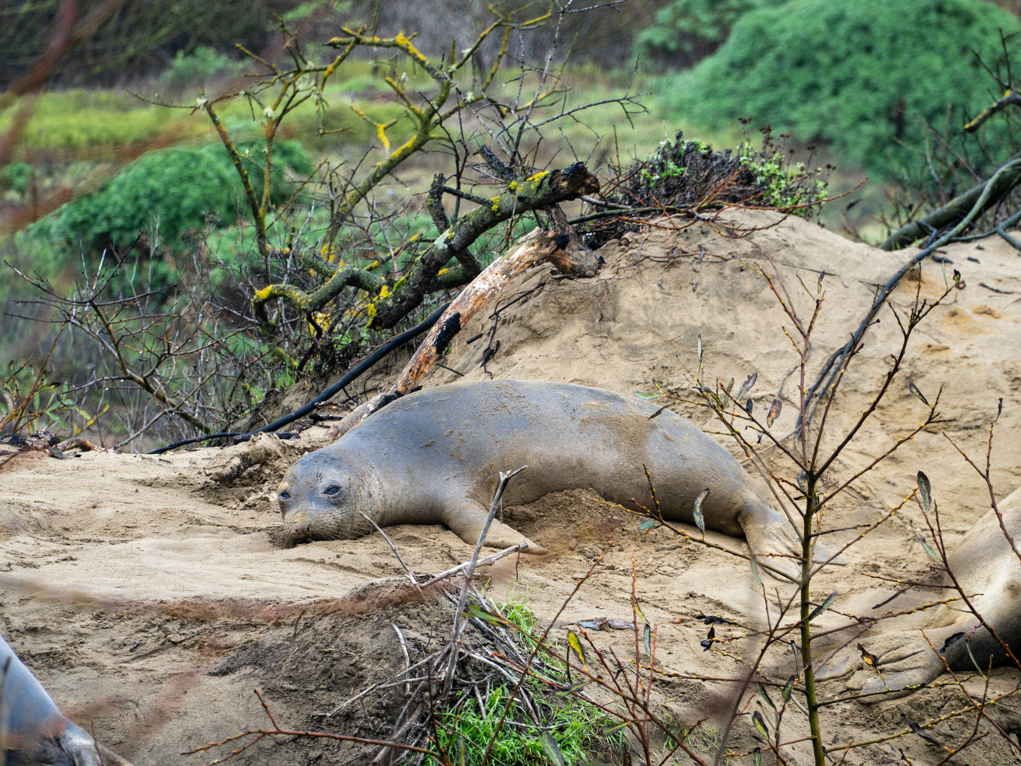 Young Elephant Seal Amid Coastal Wilderness