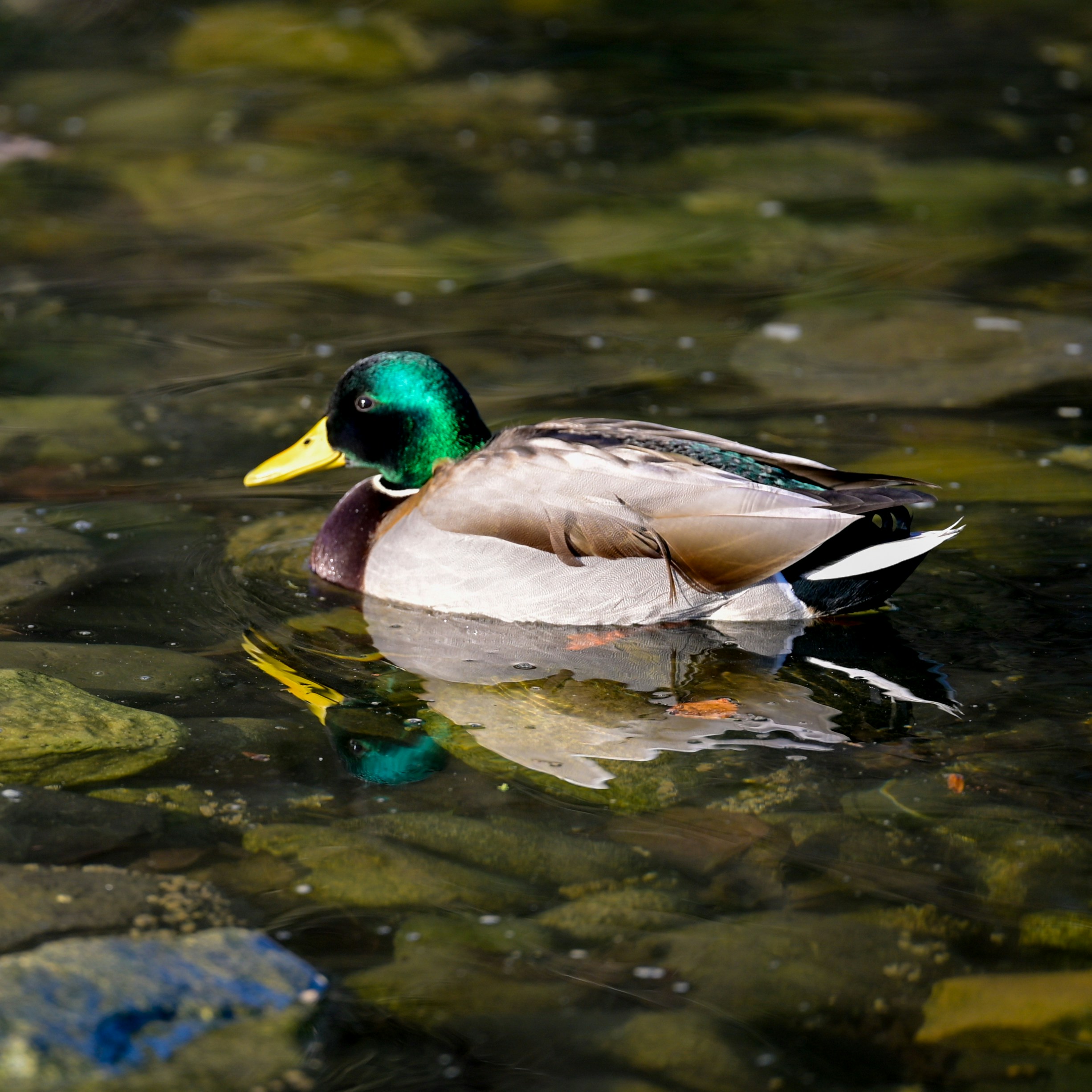 Emerald-headed Mallard Gliding Over Moss-Stocked Waters