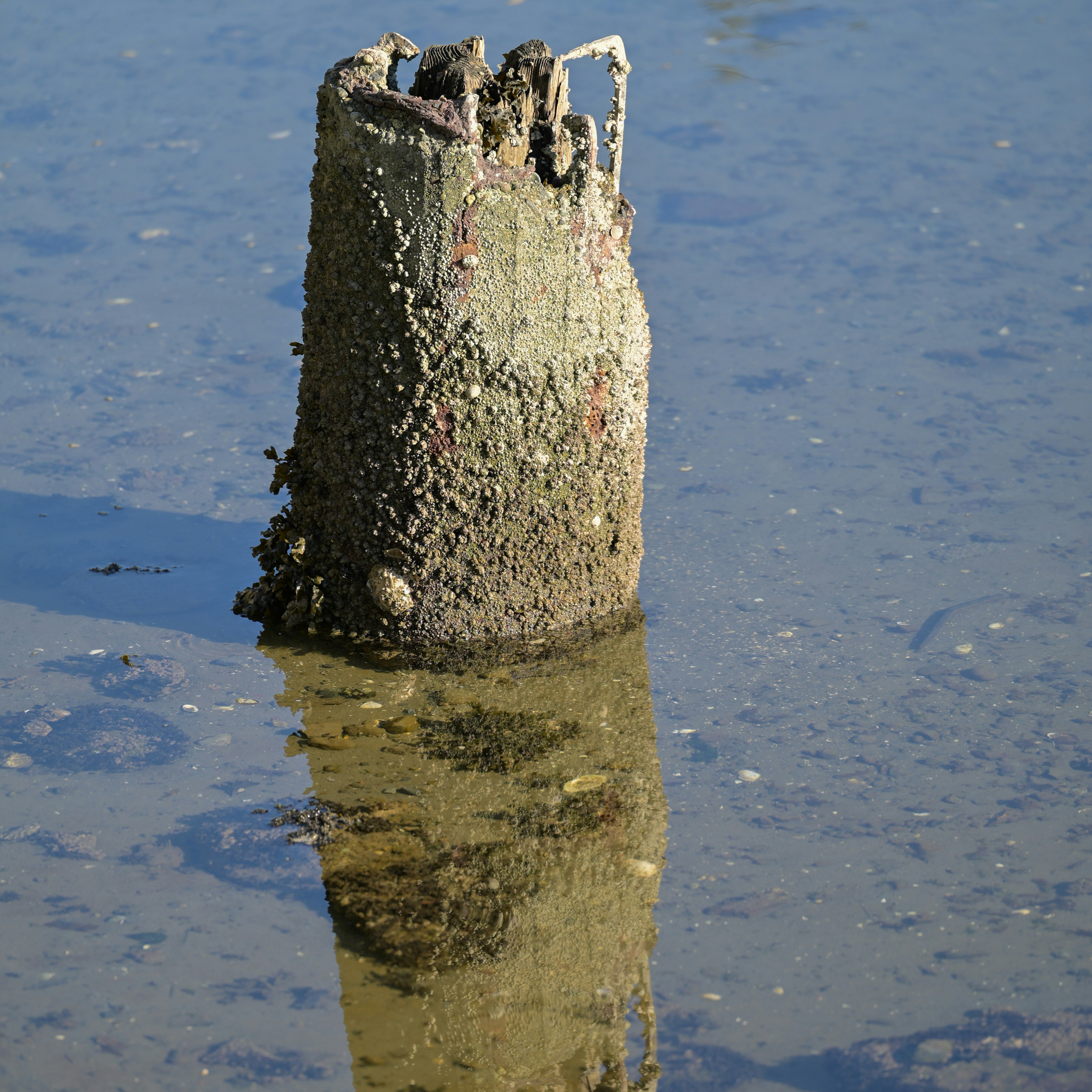 Barnacle-Clad Sentinel: A Weathered Shore Post in Quiet Blue