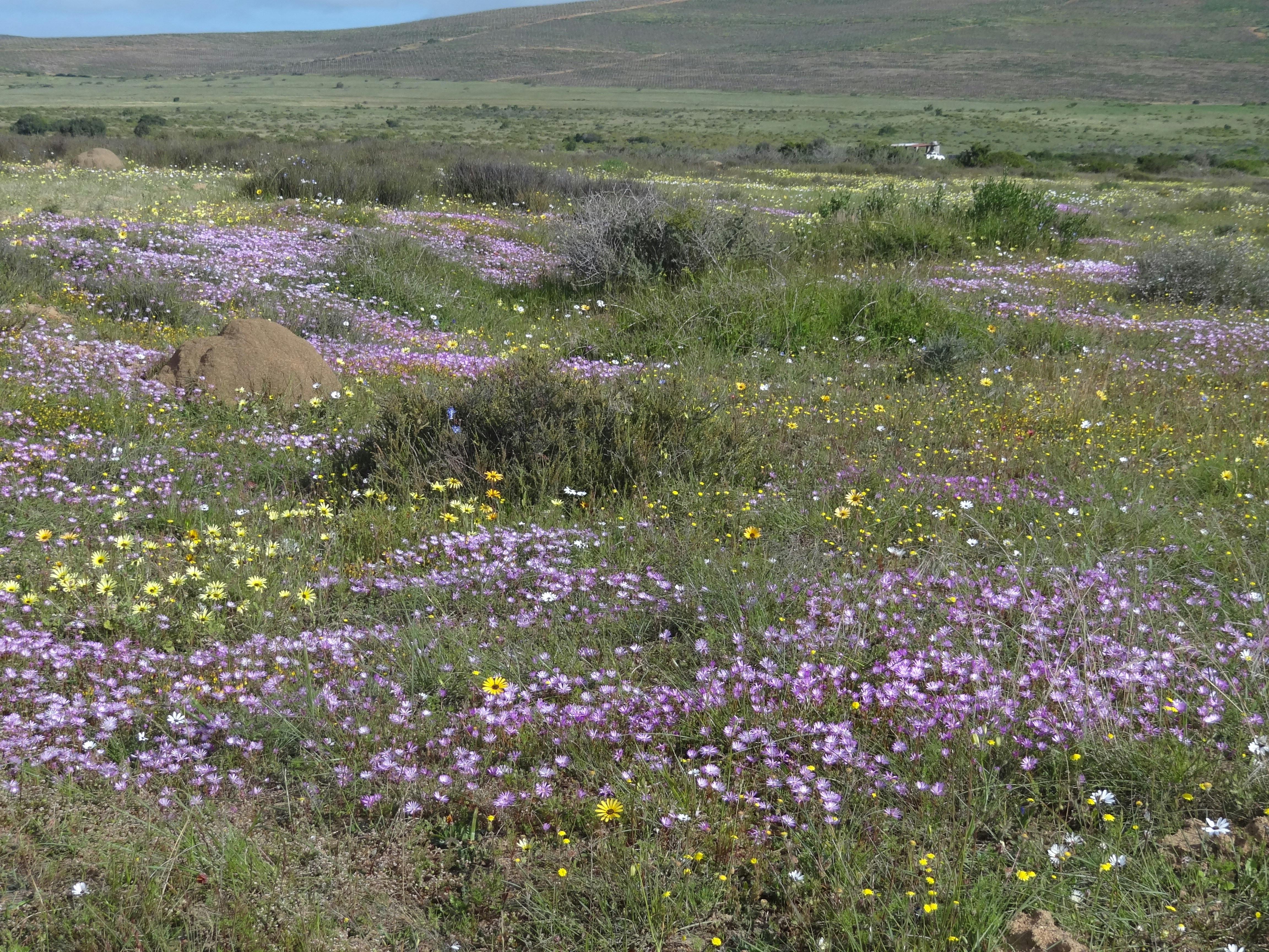 Wide landscape carpeted with purple and yellow wildflowers stretches toward a distant horizon under a pale blue sky.
