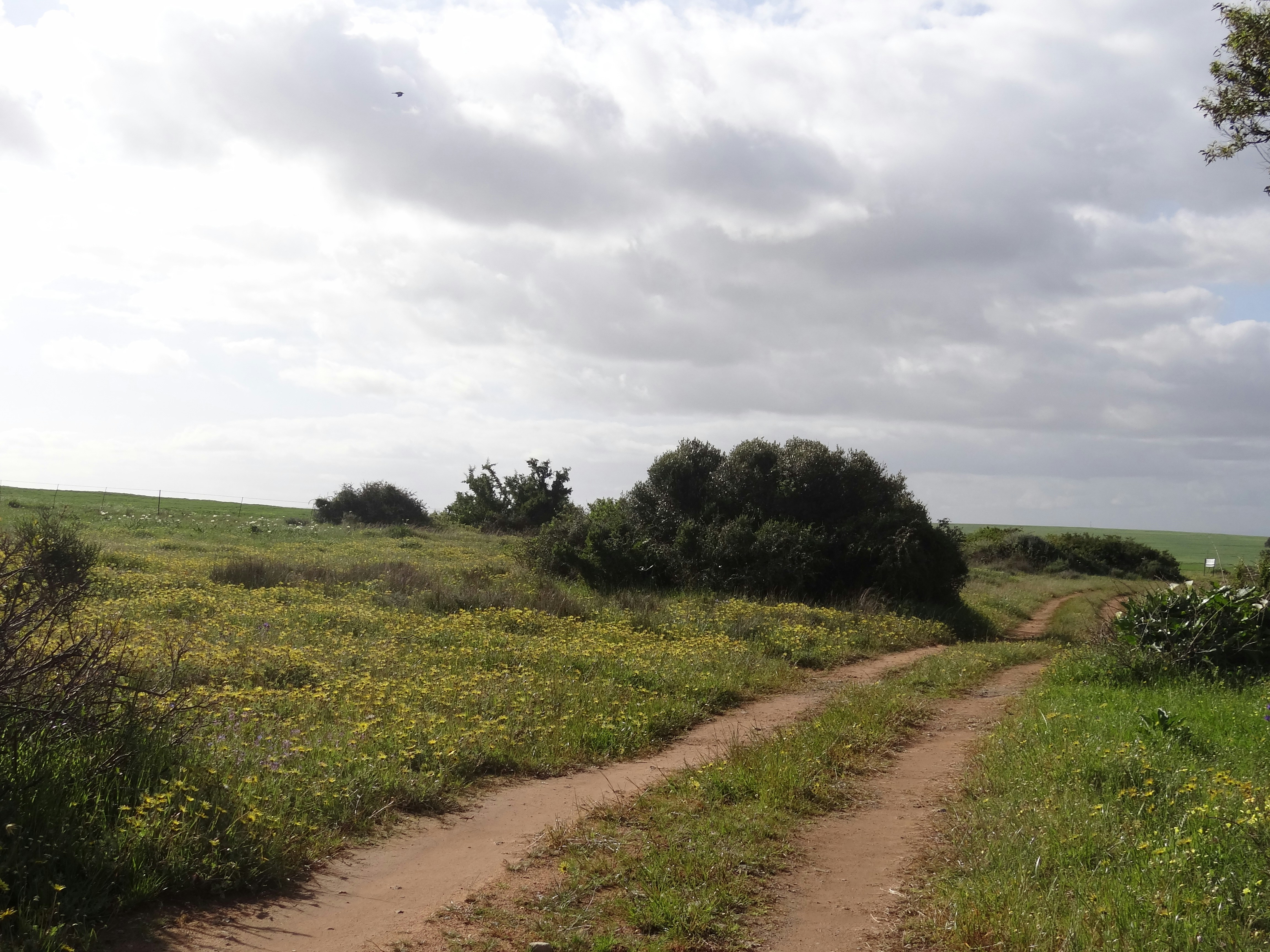 A dirt road in the middle of a grassy field