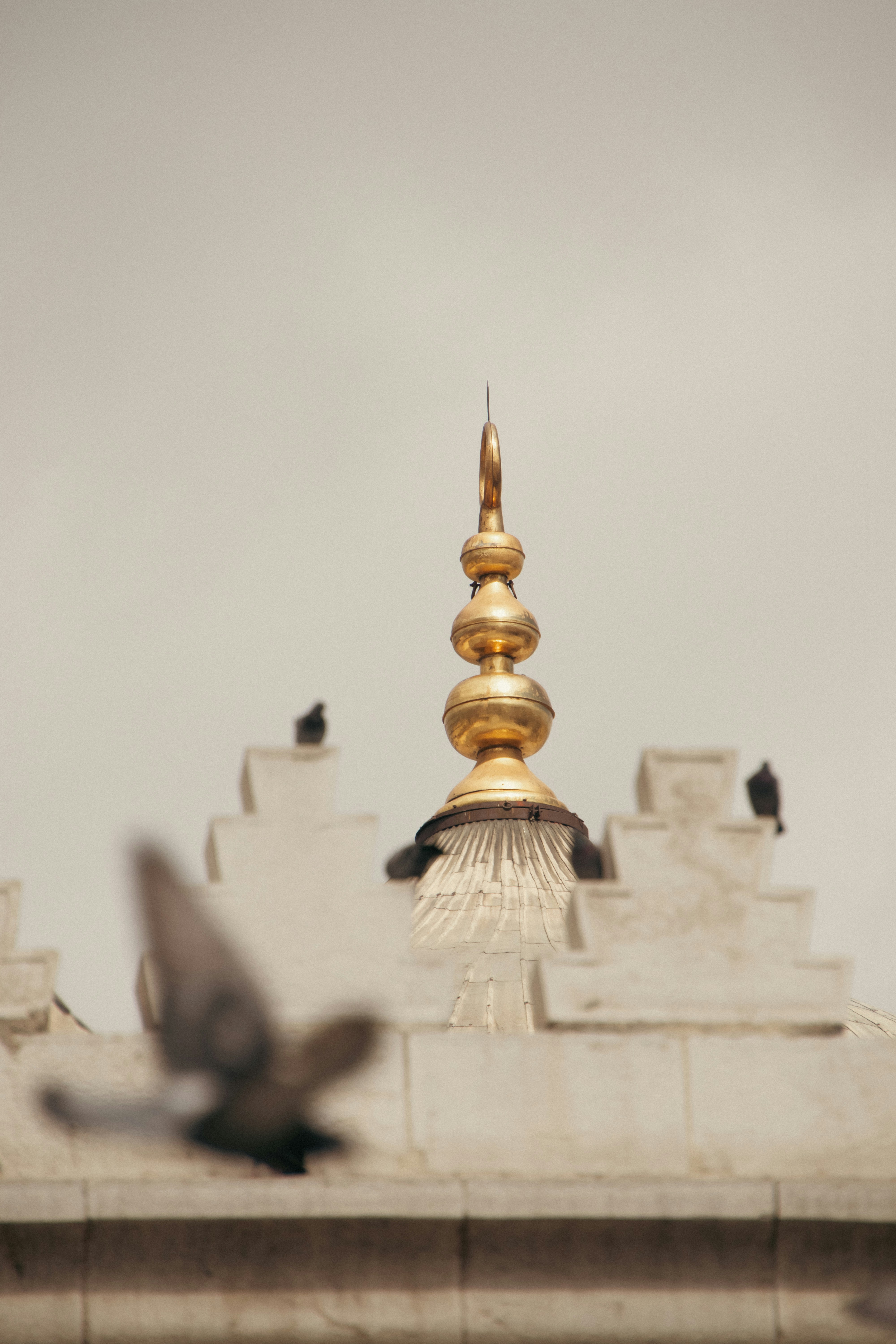 A flock of birds sitting on top of a building photo – Free Damascus ...