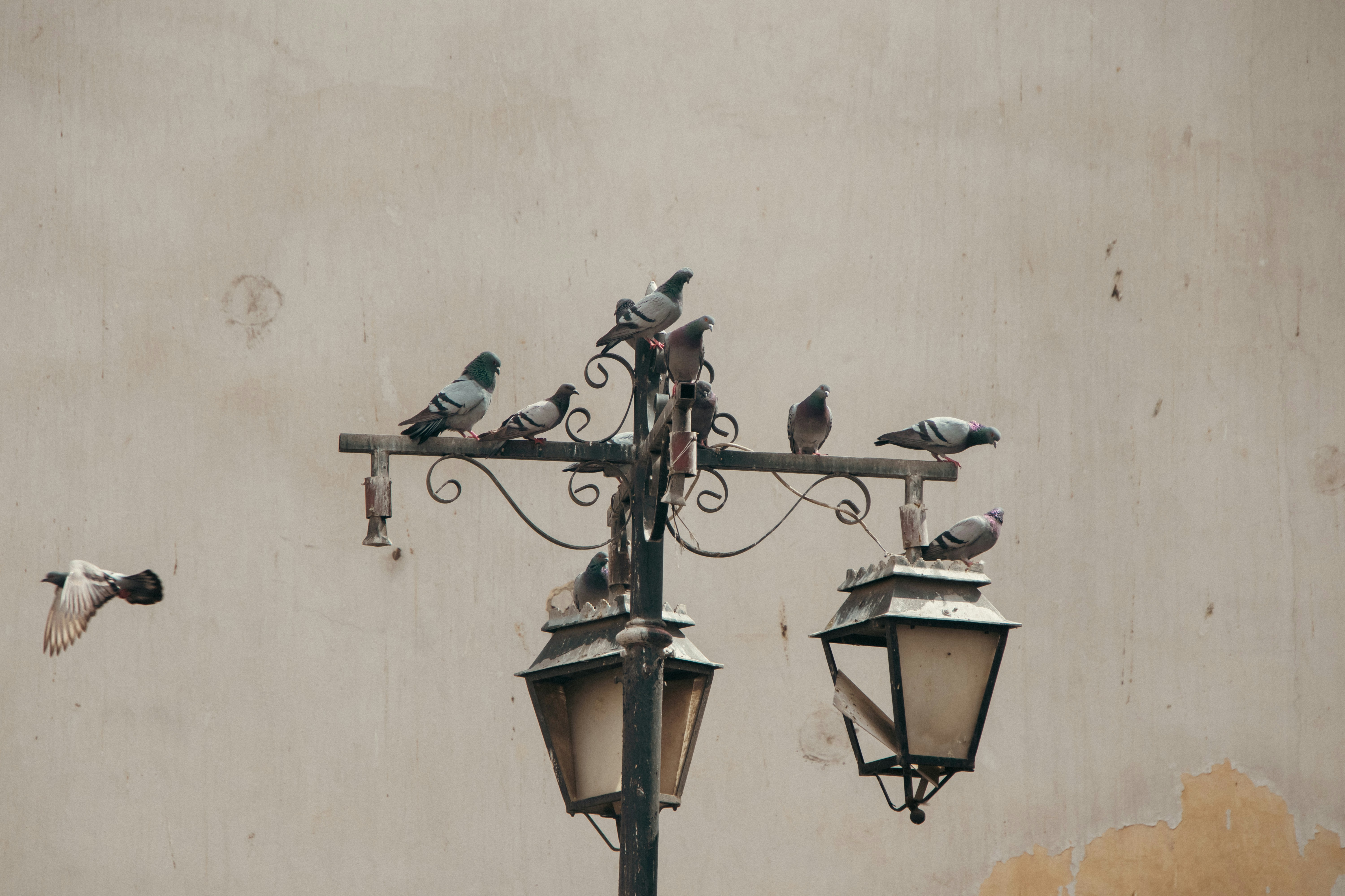 Pigeons on a Vintage Lantern: Quiet Perch Against a Weathered Wall