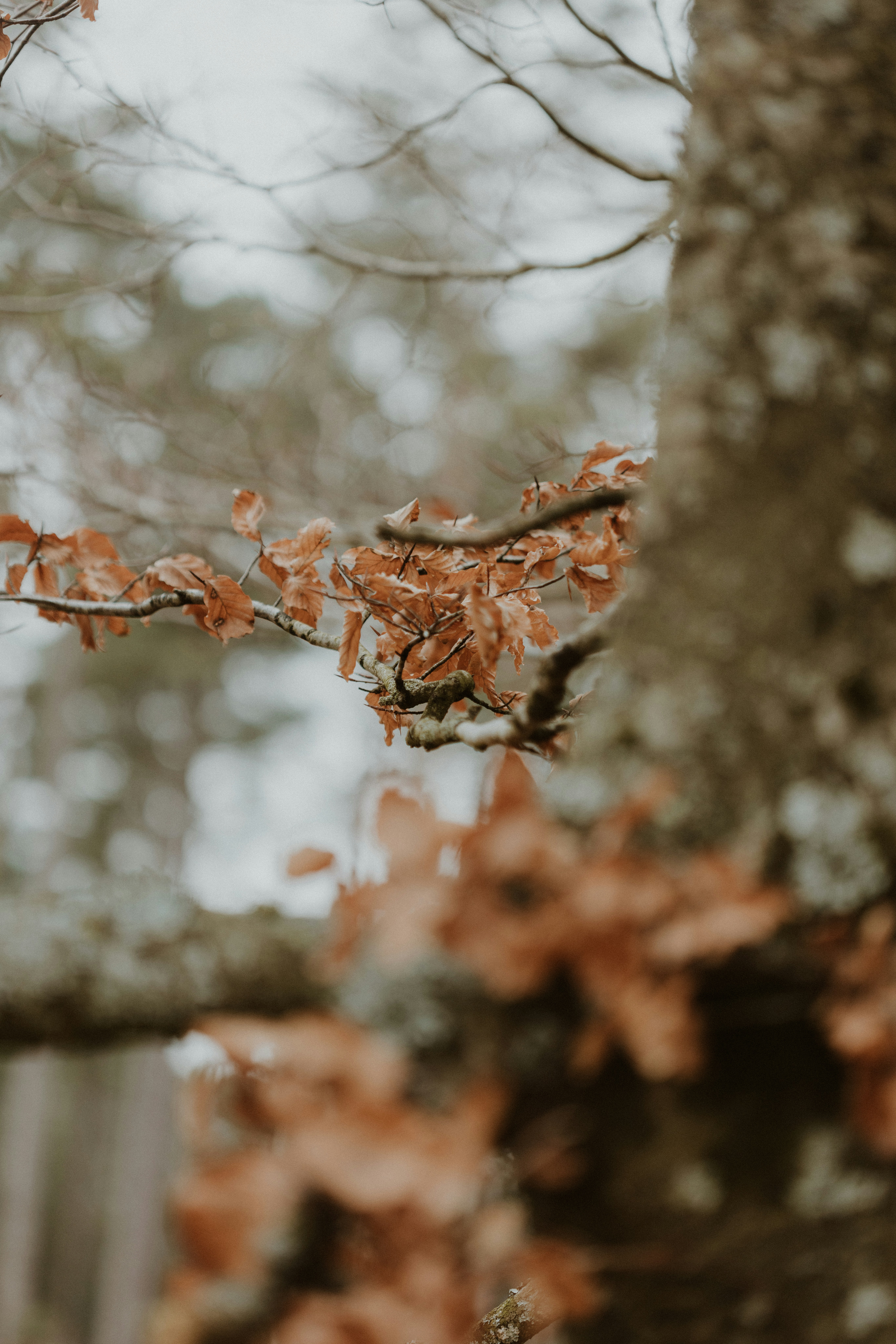 Brown Nature Pictures | Download Free Images on Unsplash