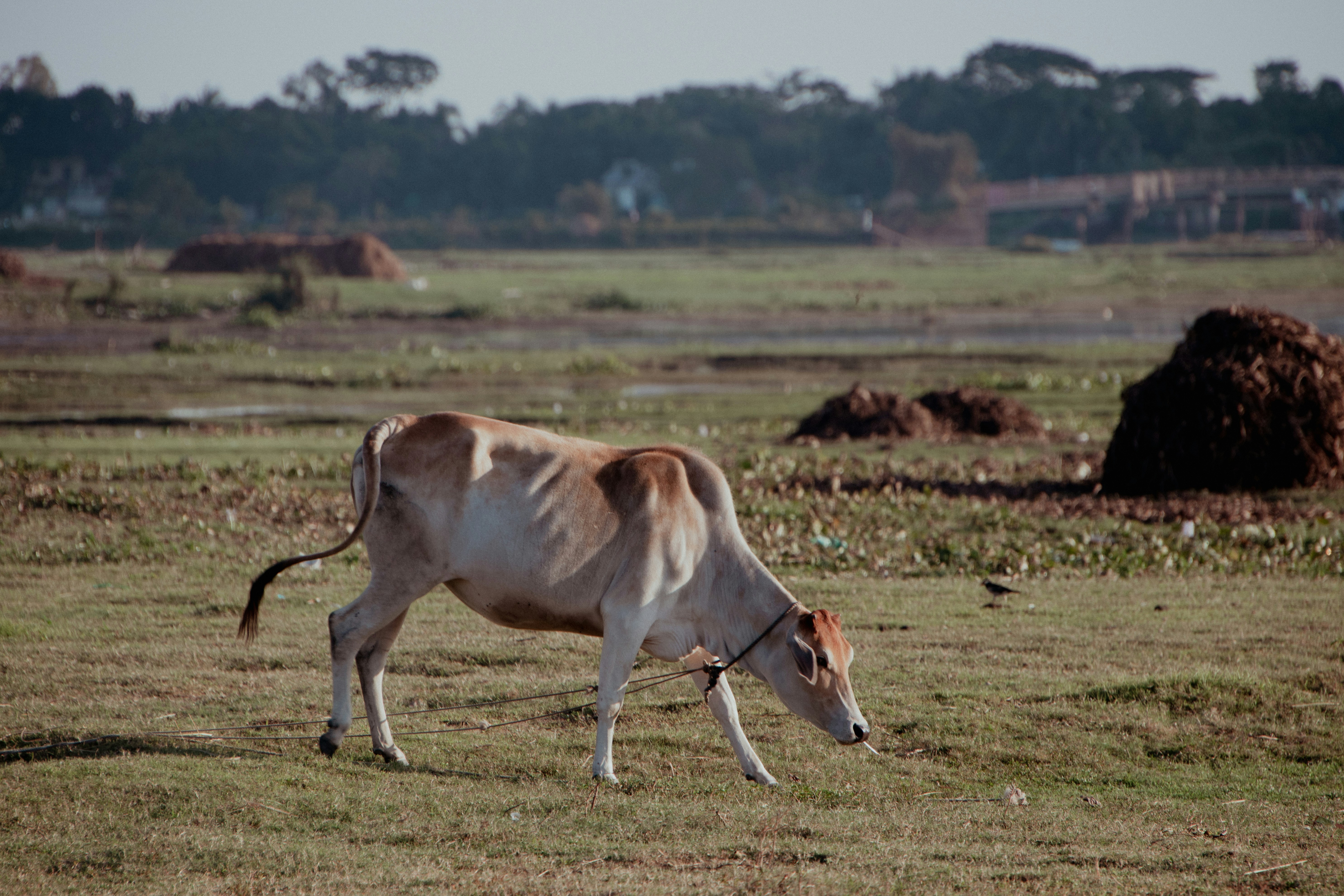 Grazing in the Golden Plain: A Lone Cow Amid Distant Haystacks