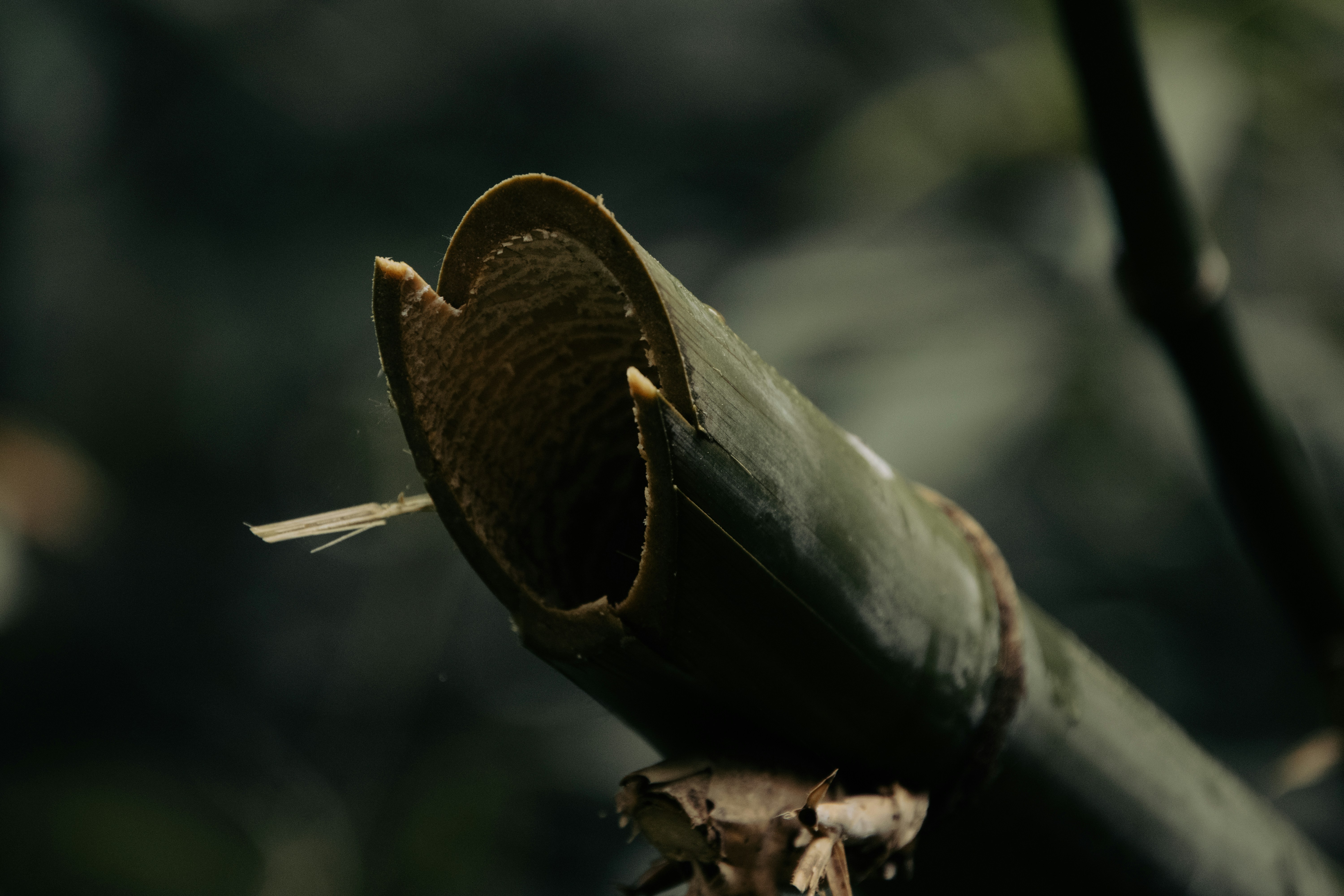 Hollow Crown: Close-Up of a Bamboo Culm's End