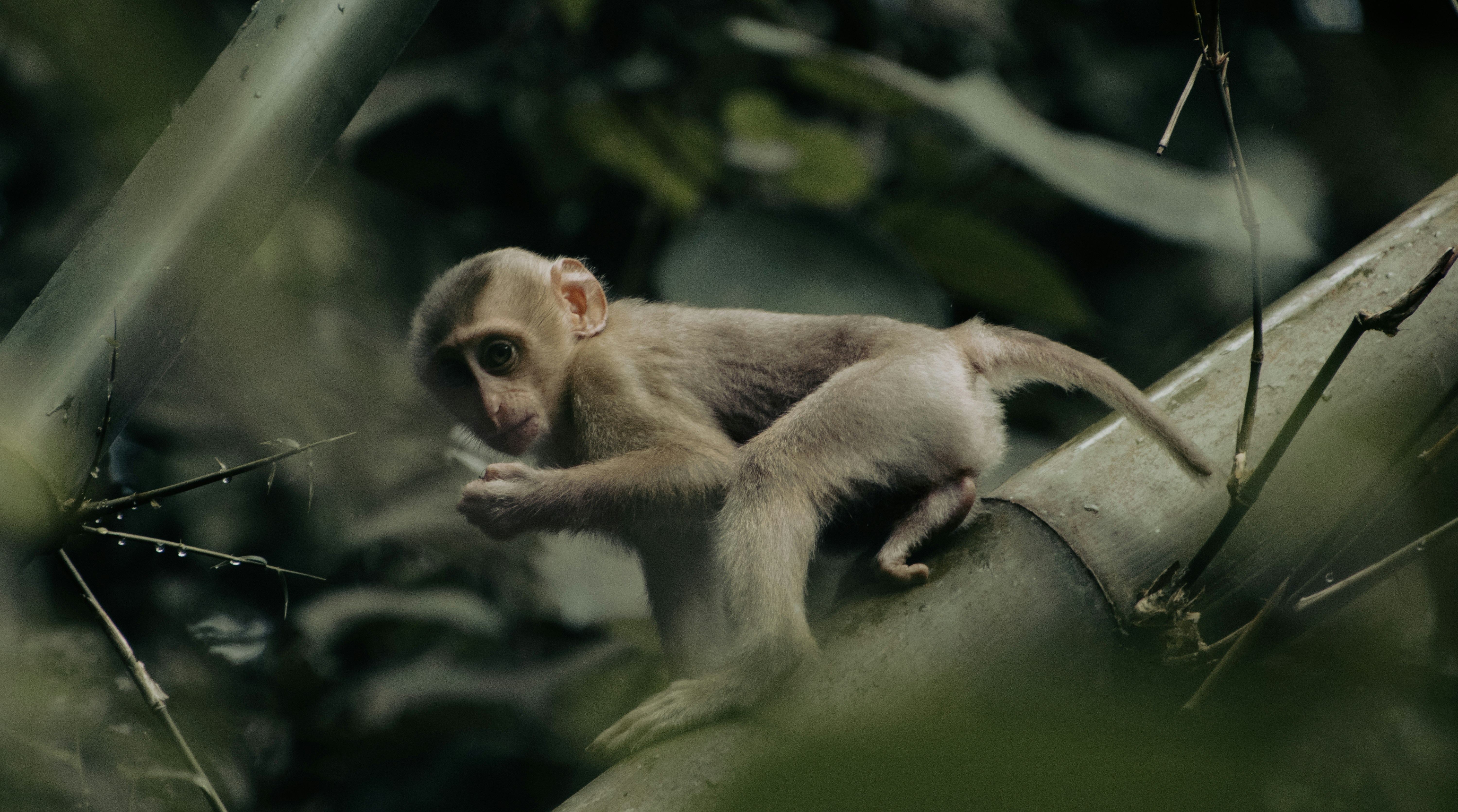 A monkey sitting on a tree branch in a forest photo – Free Bangladesh Image on Unsplash