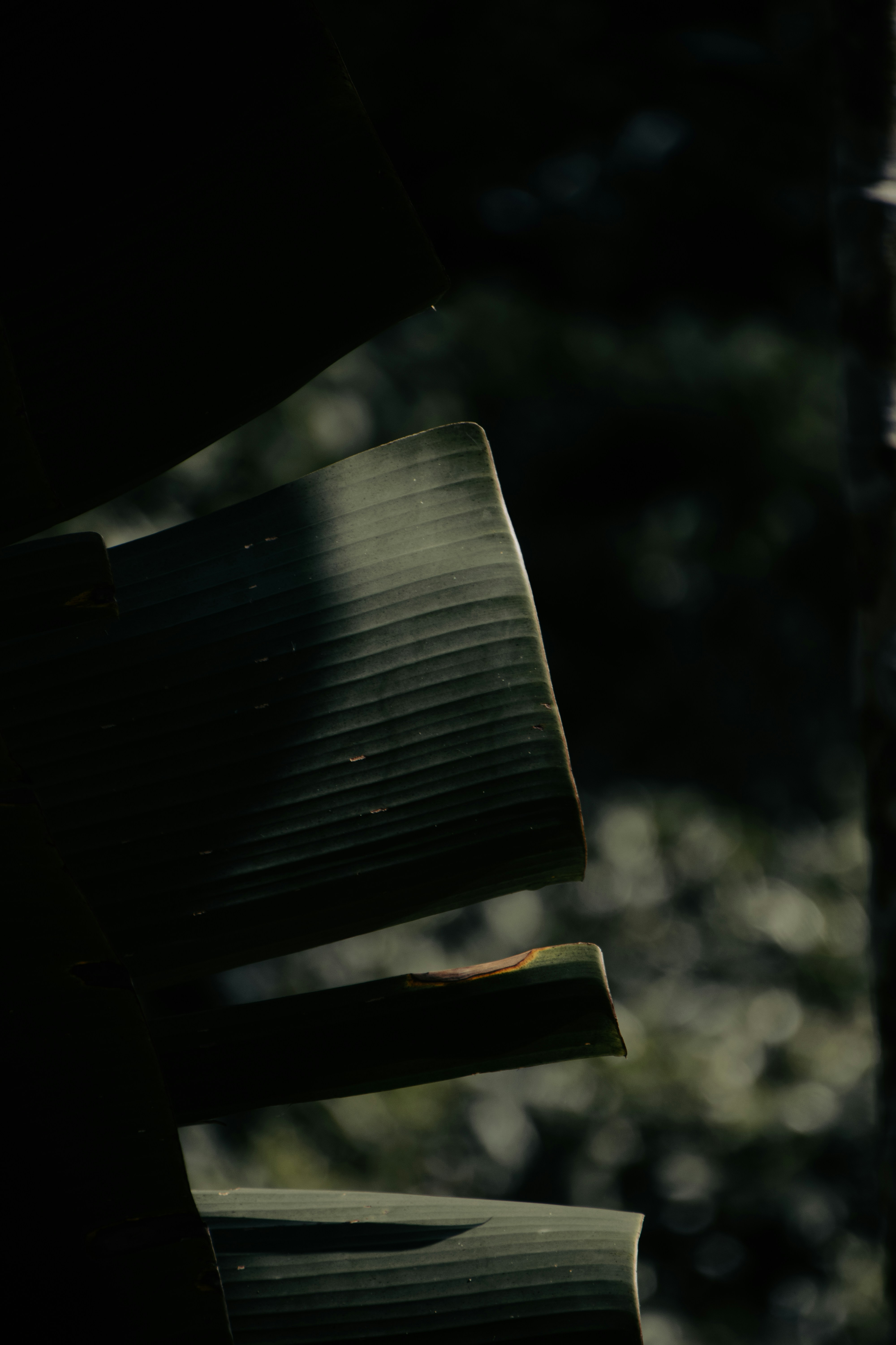 Whispers of Nature: The Dance of Light and Shadow