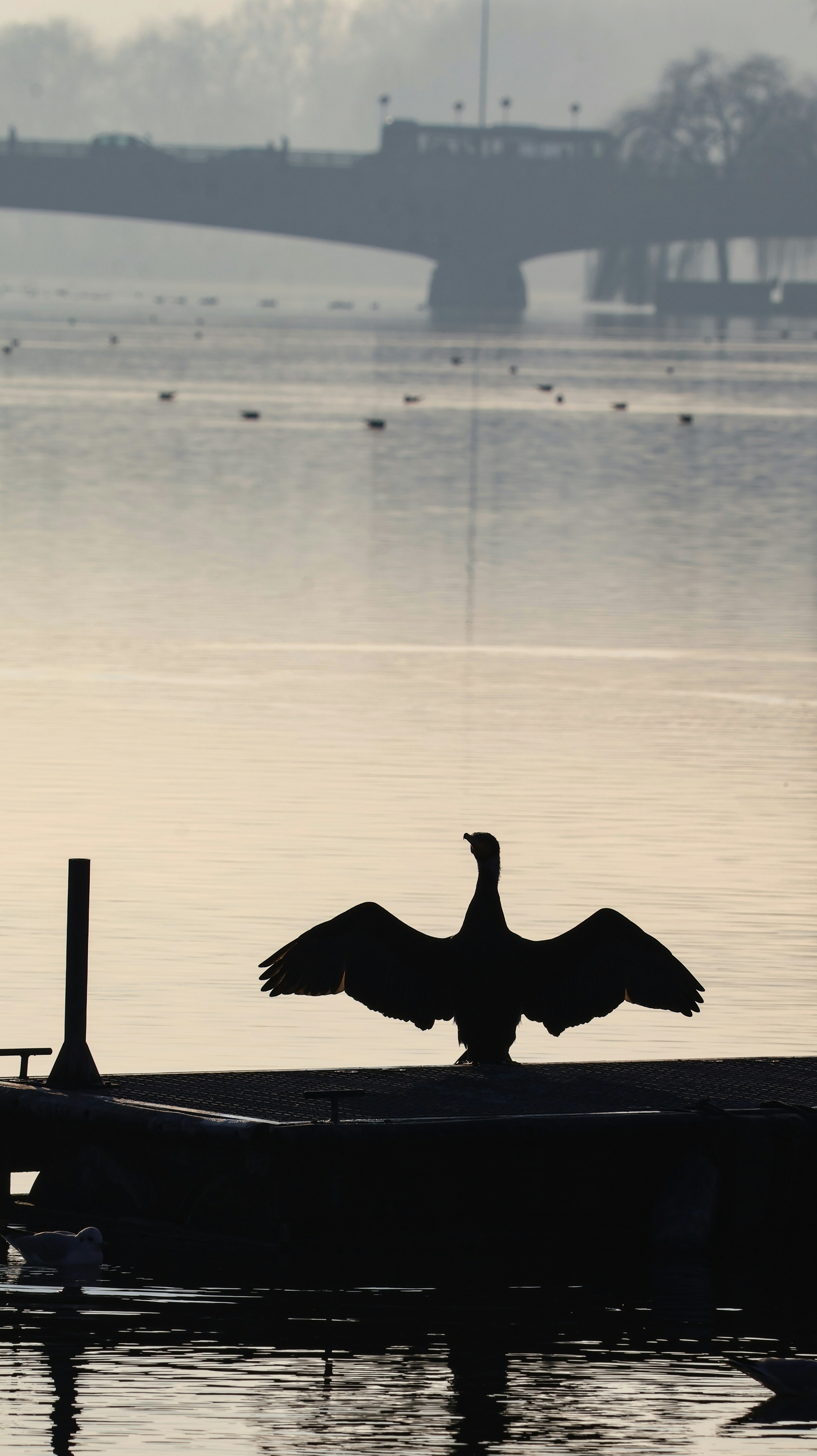 Silhouette Landing: A Heron-Spanned Moment at Dusk