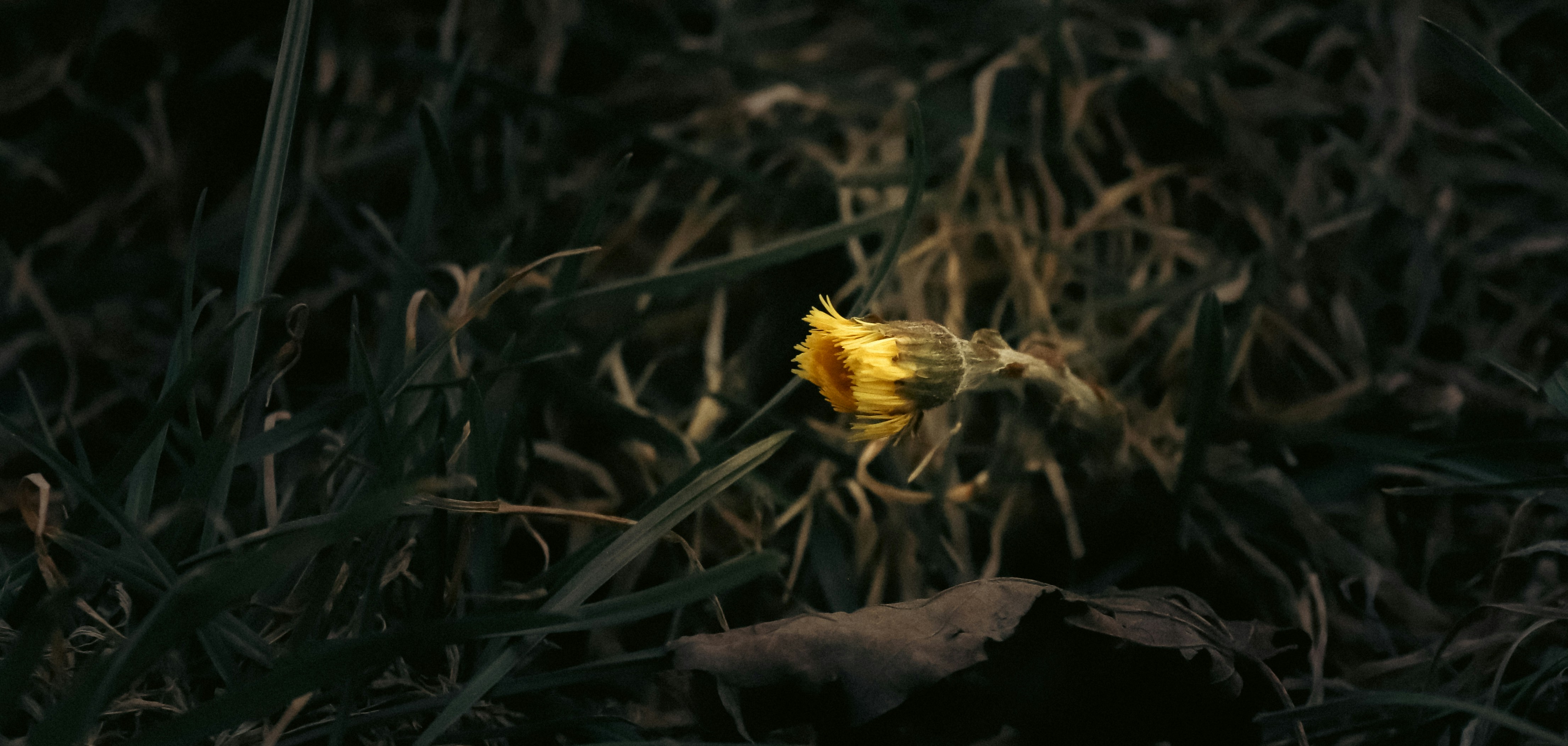 Lone Yellow Bloom in a Shadowed Grass Bed
