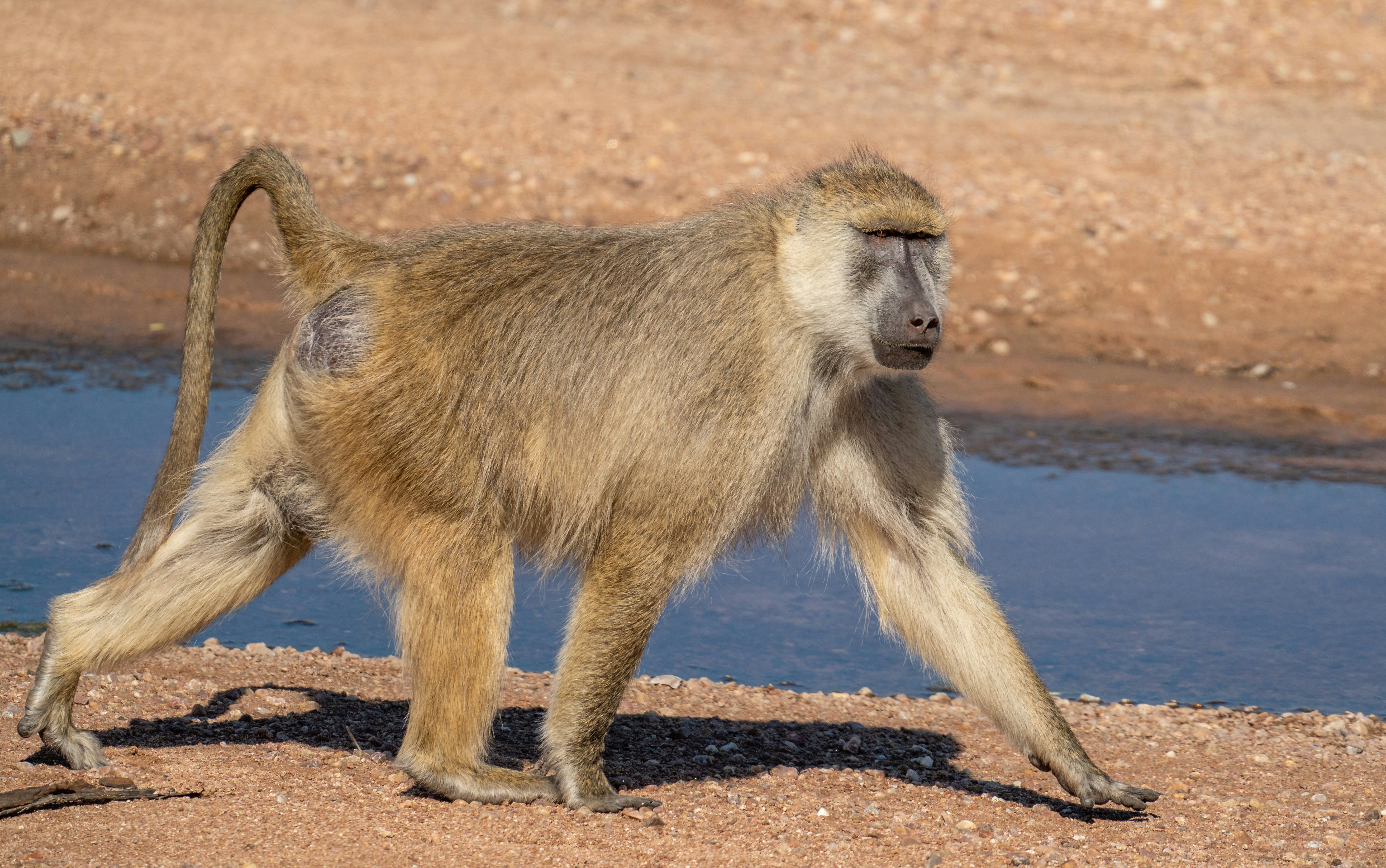A monkey walking across a dirt field next to a body of water photo ...
