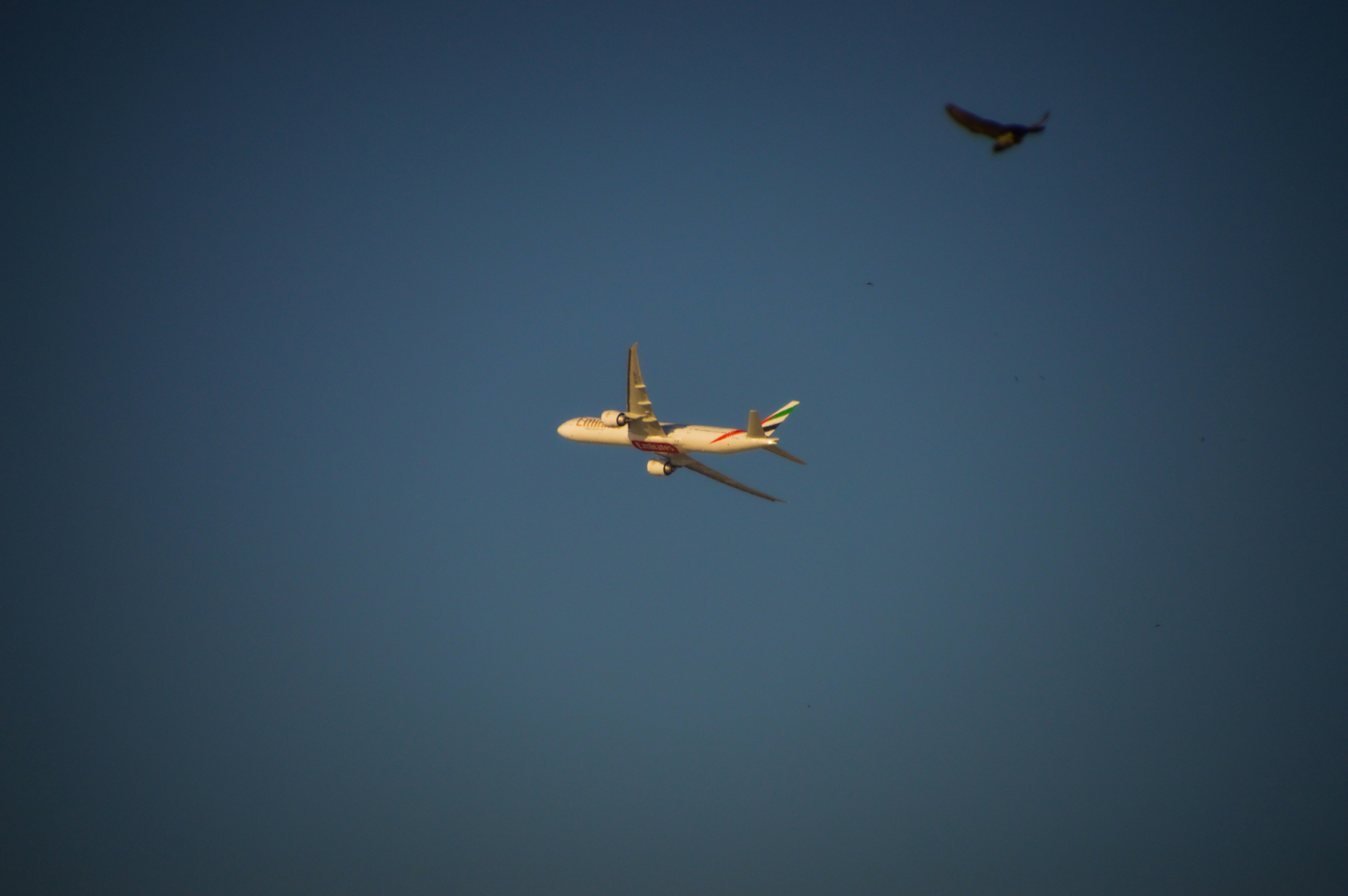 Airliner in the Clear: Subtle Sunlit Framing Against a Vast Sky