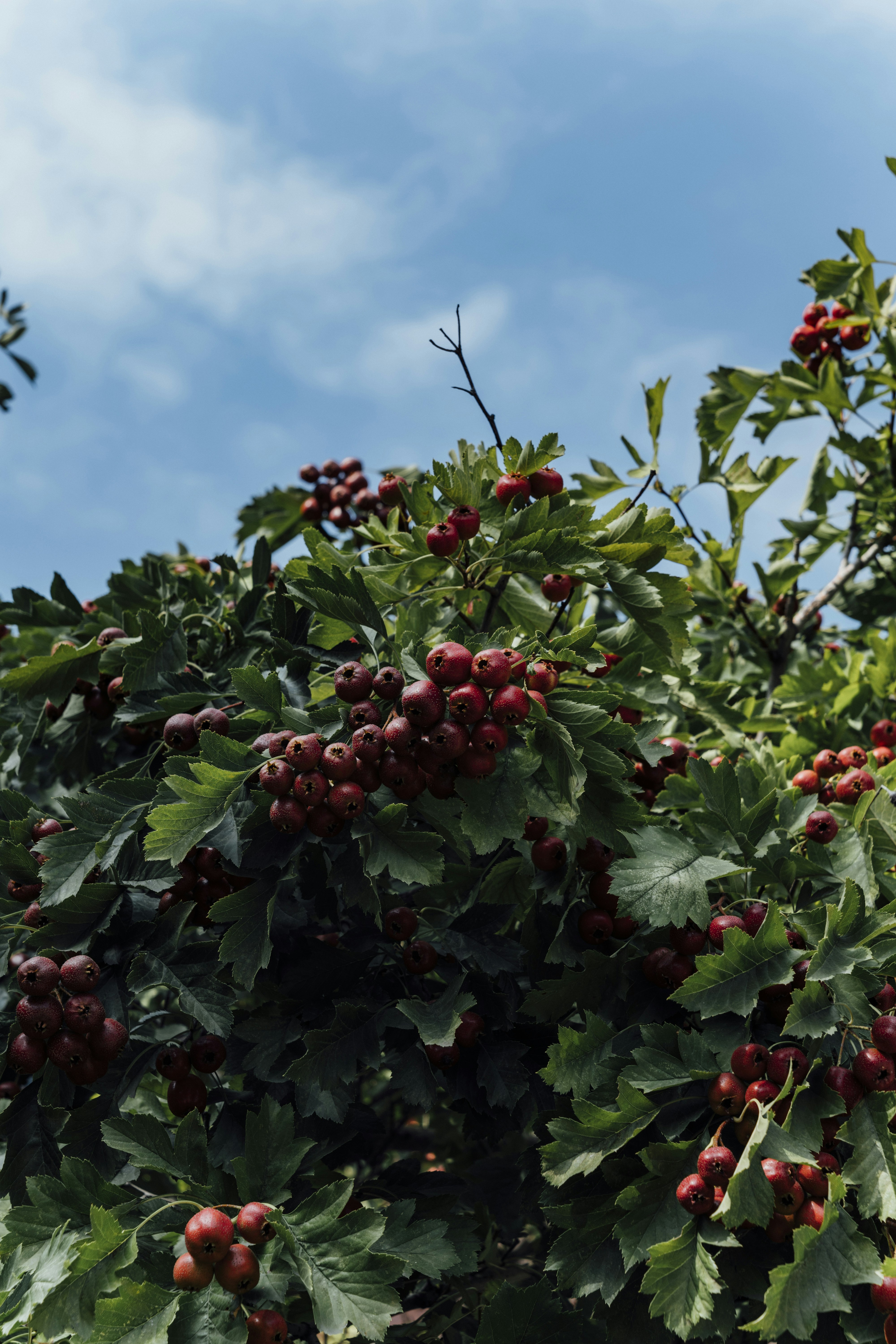 Un arbre rempli de beaucoup de baies rouges sous un ciel bleu photo ...