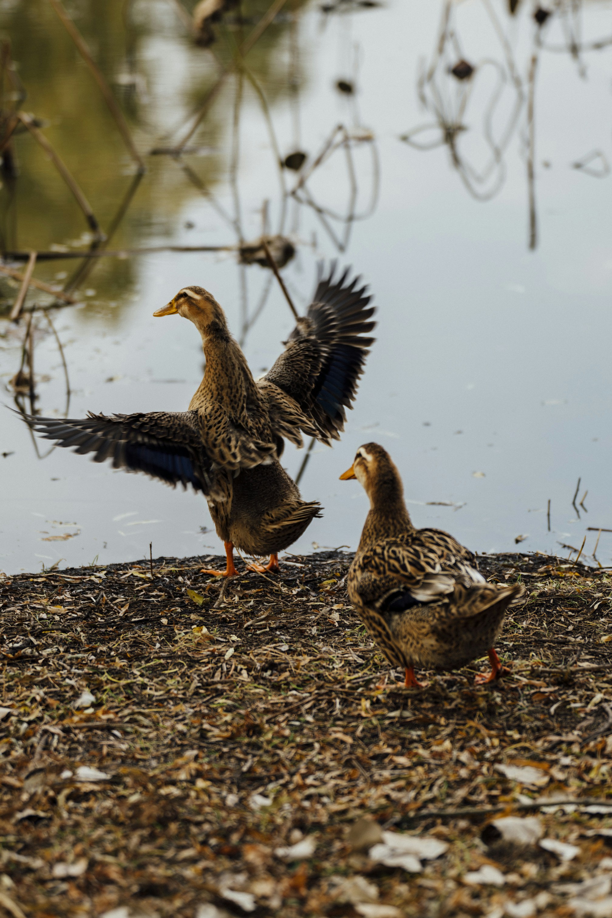 Winged Moment: Ducks at the Water’s Edge