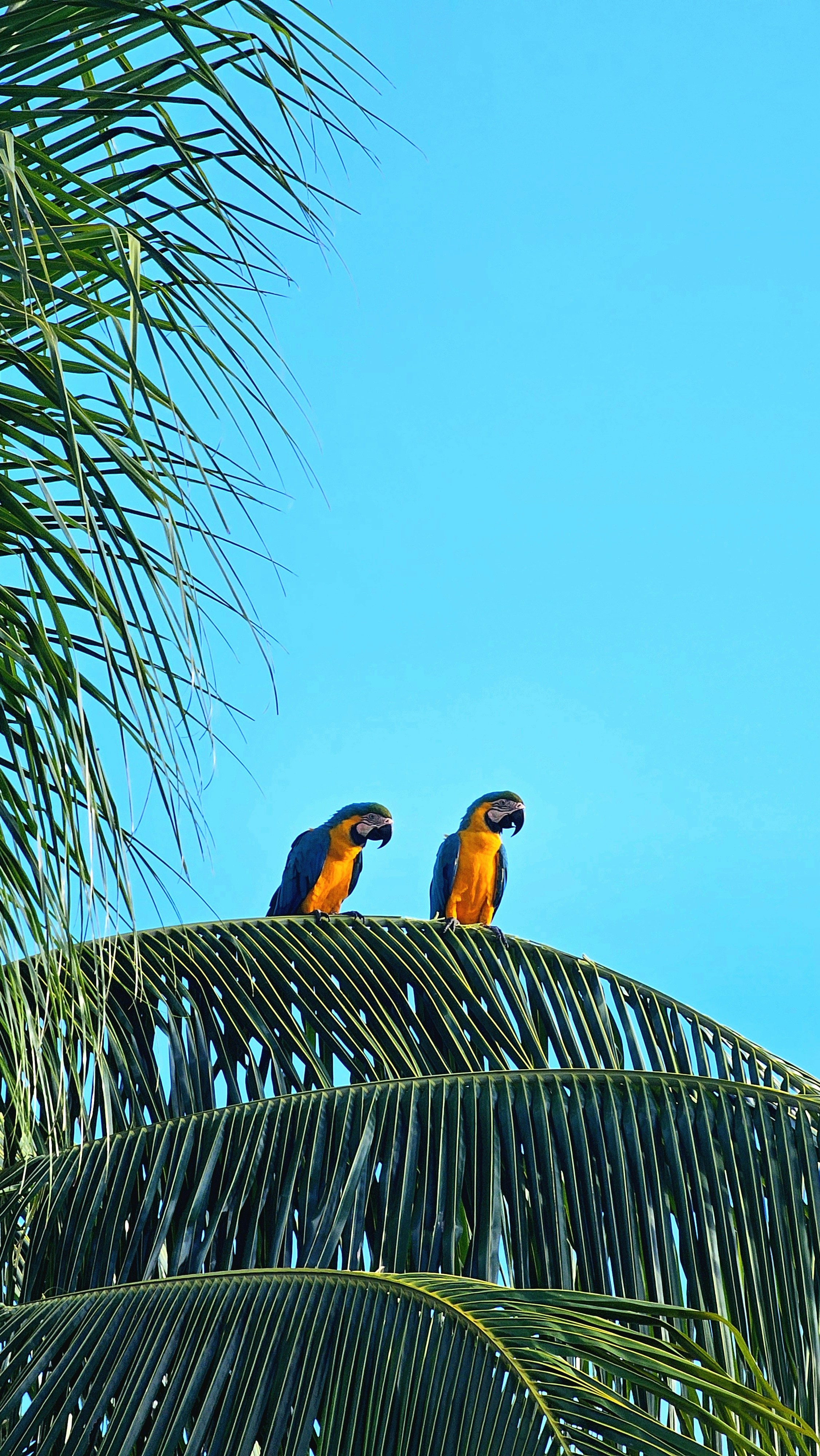 Azure and Gold on a Palm: Twin Macaws in a Sunlit Canopy
