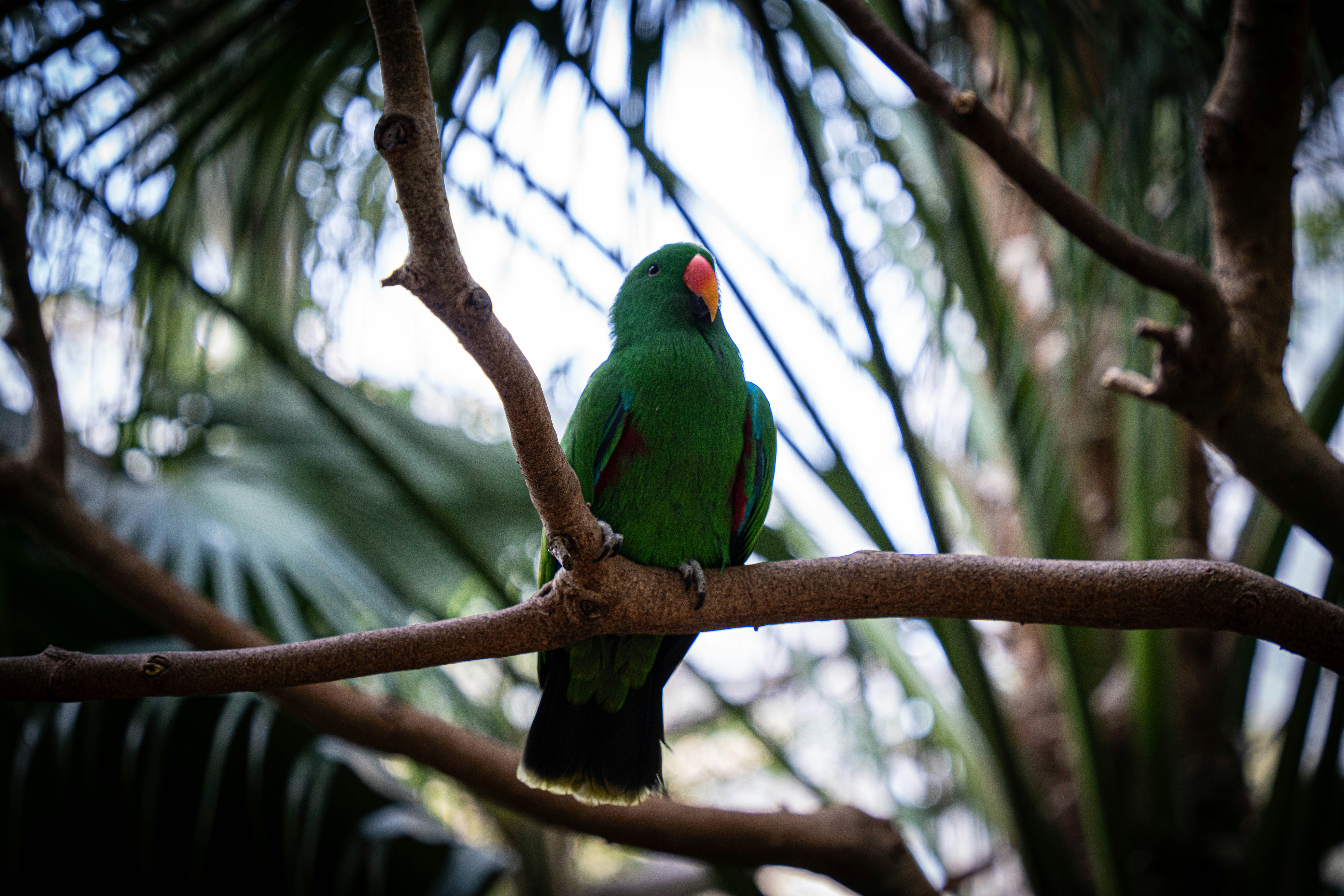 A green bird sitting on top of a tree branch photo – Free Edward youde ...