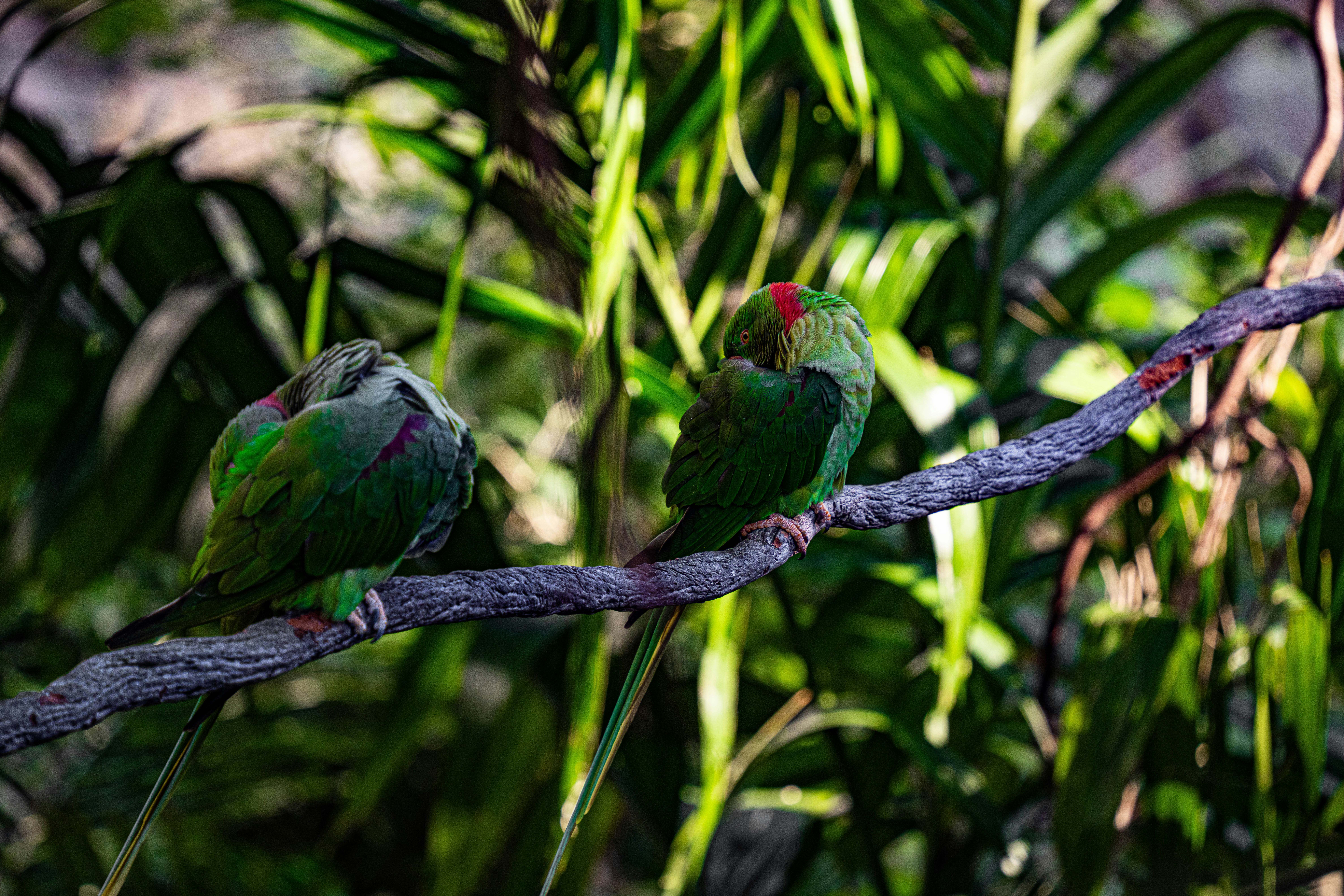 Two green birds sitting on a tree branch photo – Free Edward youde ...