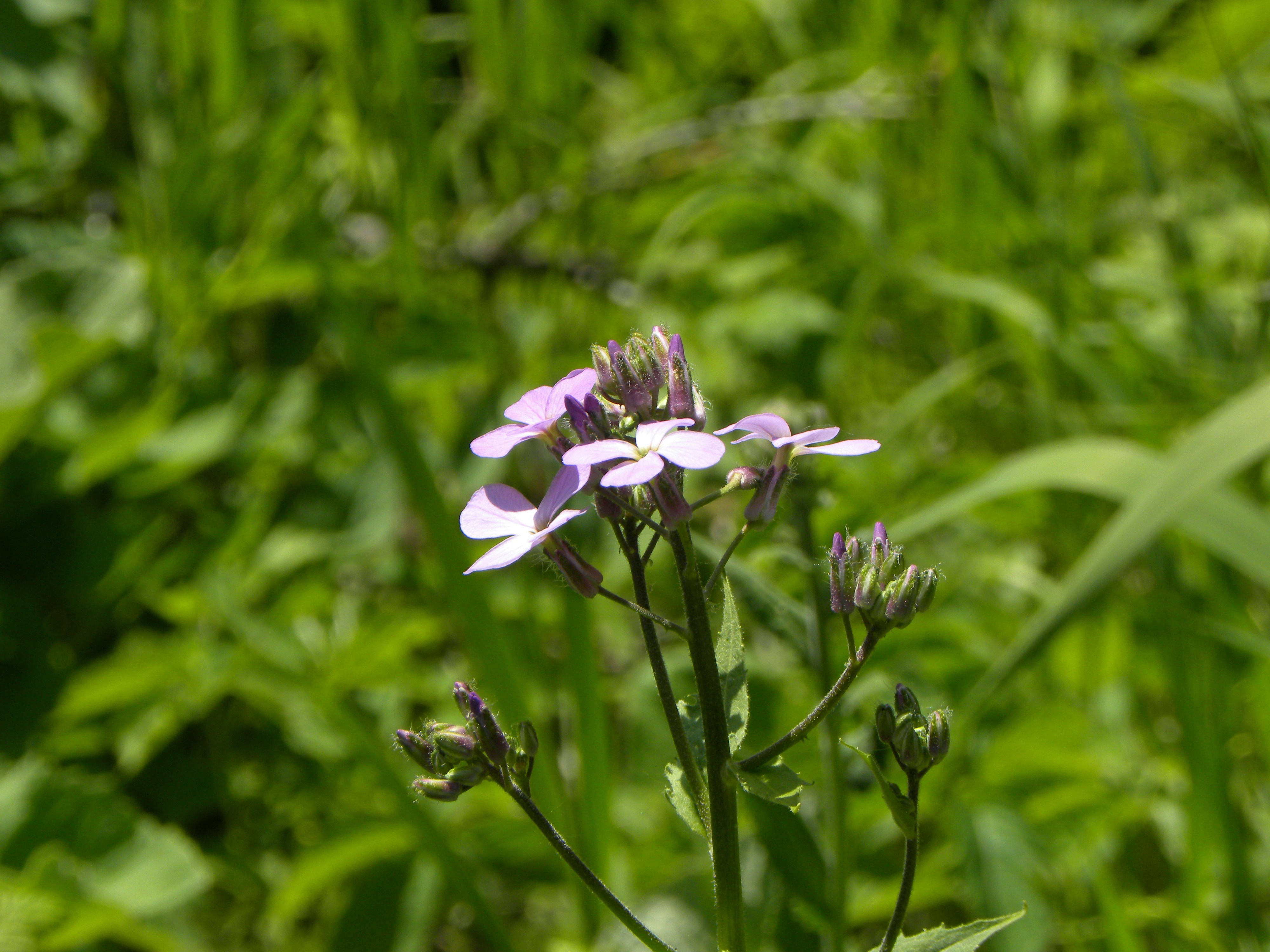 Un gros plan d’une fleur violette dans un champ photo – Image gratuite ...