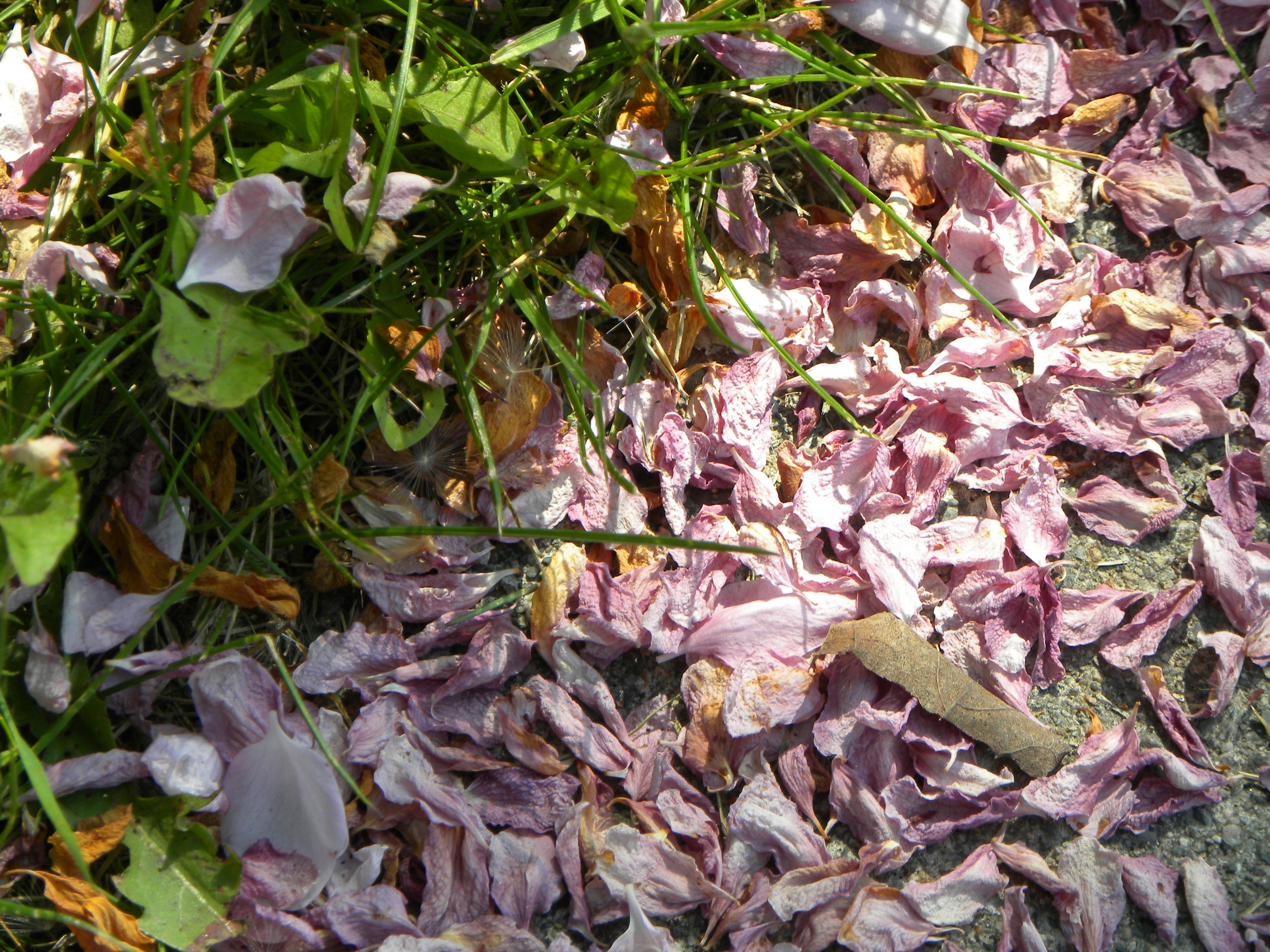Petals blanket a sunlit sidewalk, with a patch of green leaves at the edge. The soft pink hues and textured ground offer a quiet, painterly mood.