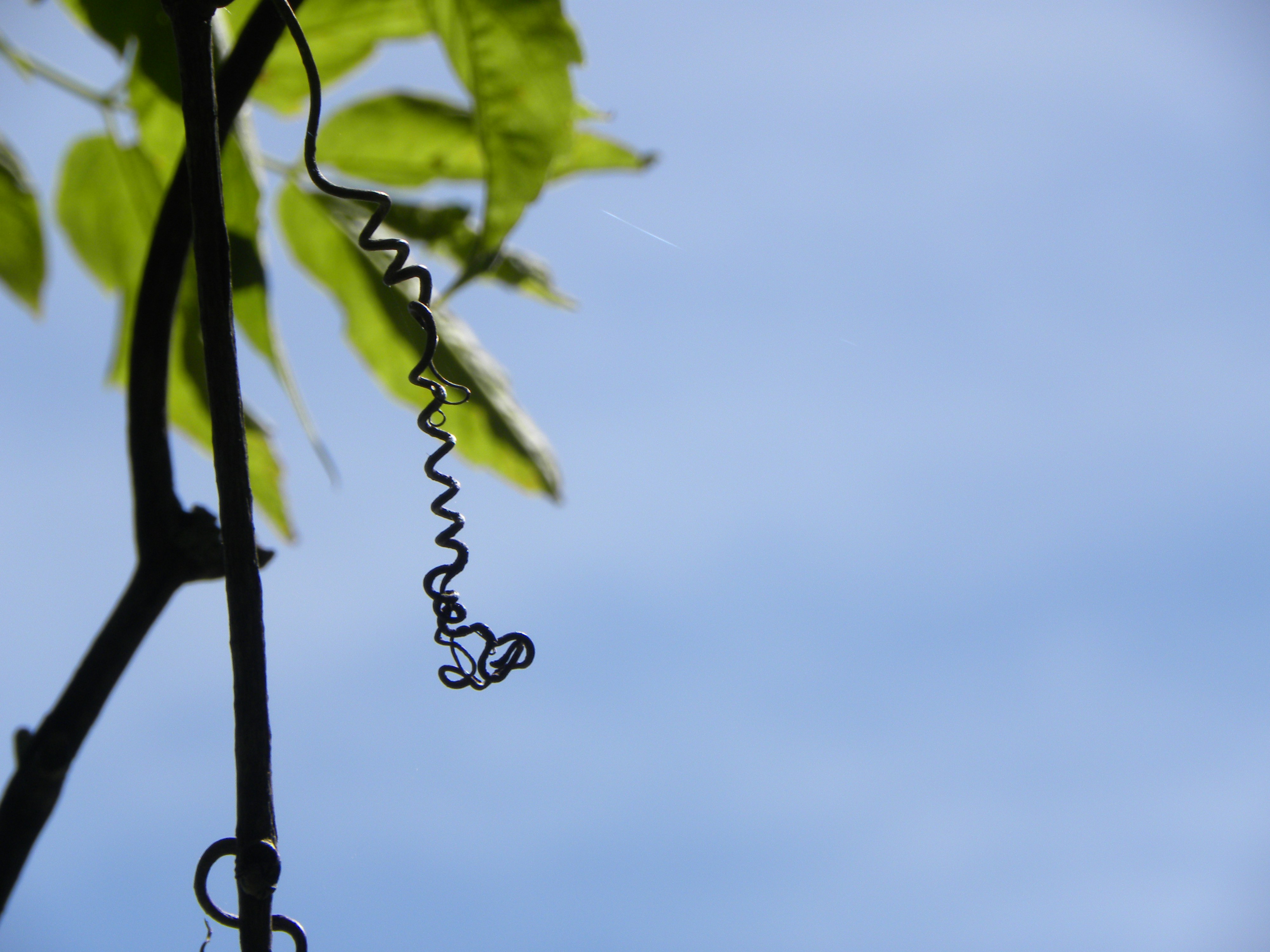 La rama de un árbol con un teléfono colgando de ella foto – Imagen de ...
