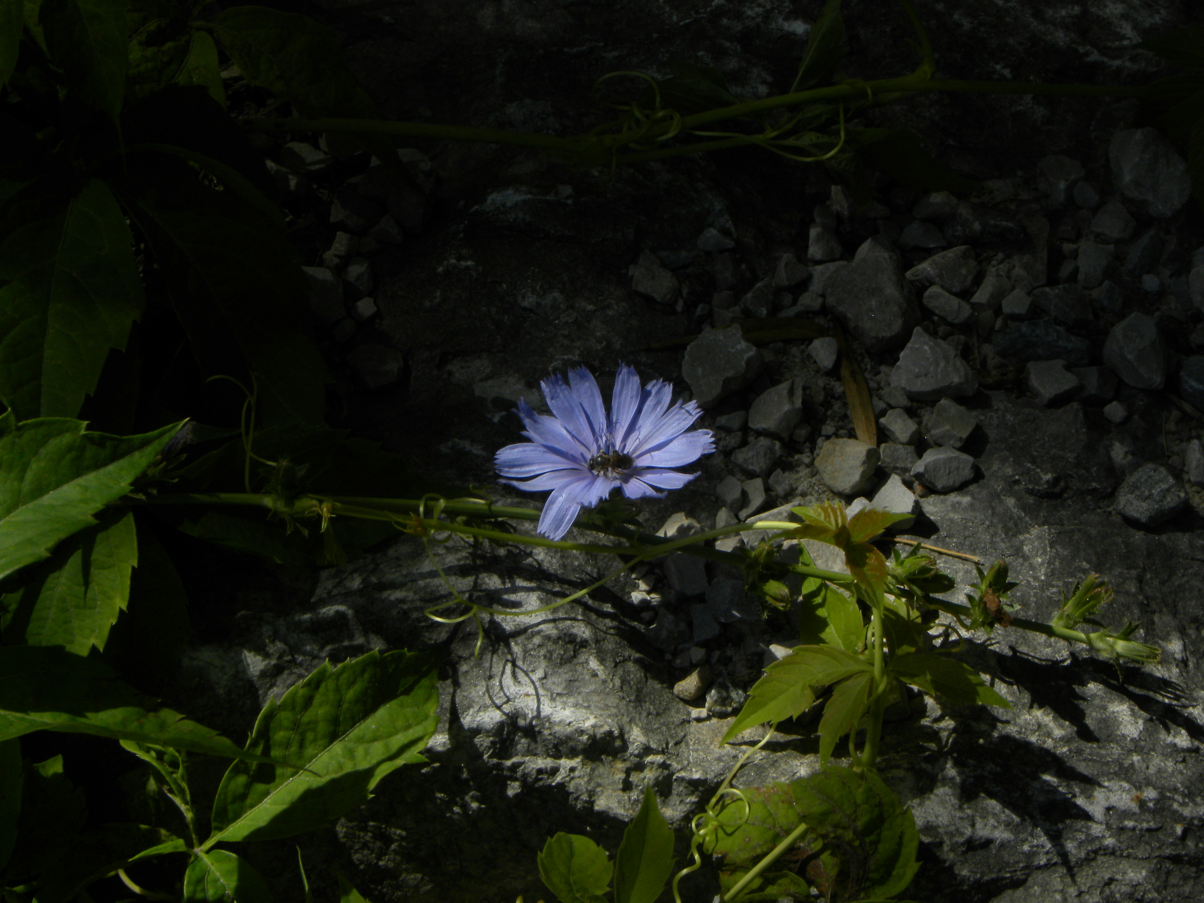 Photo by Doug R. W. Dunigan with Nikon COOLPIX P90