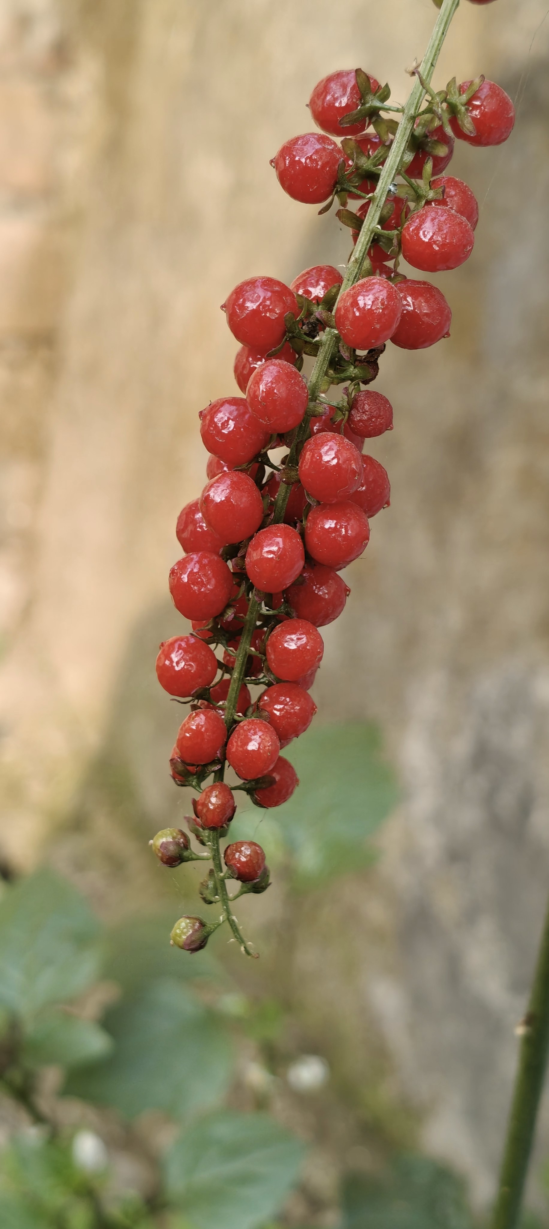 Sample photo from OnePlus Nord 4