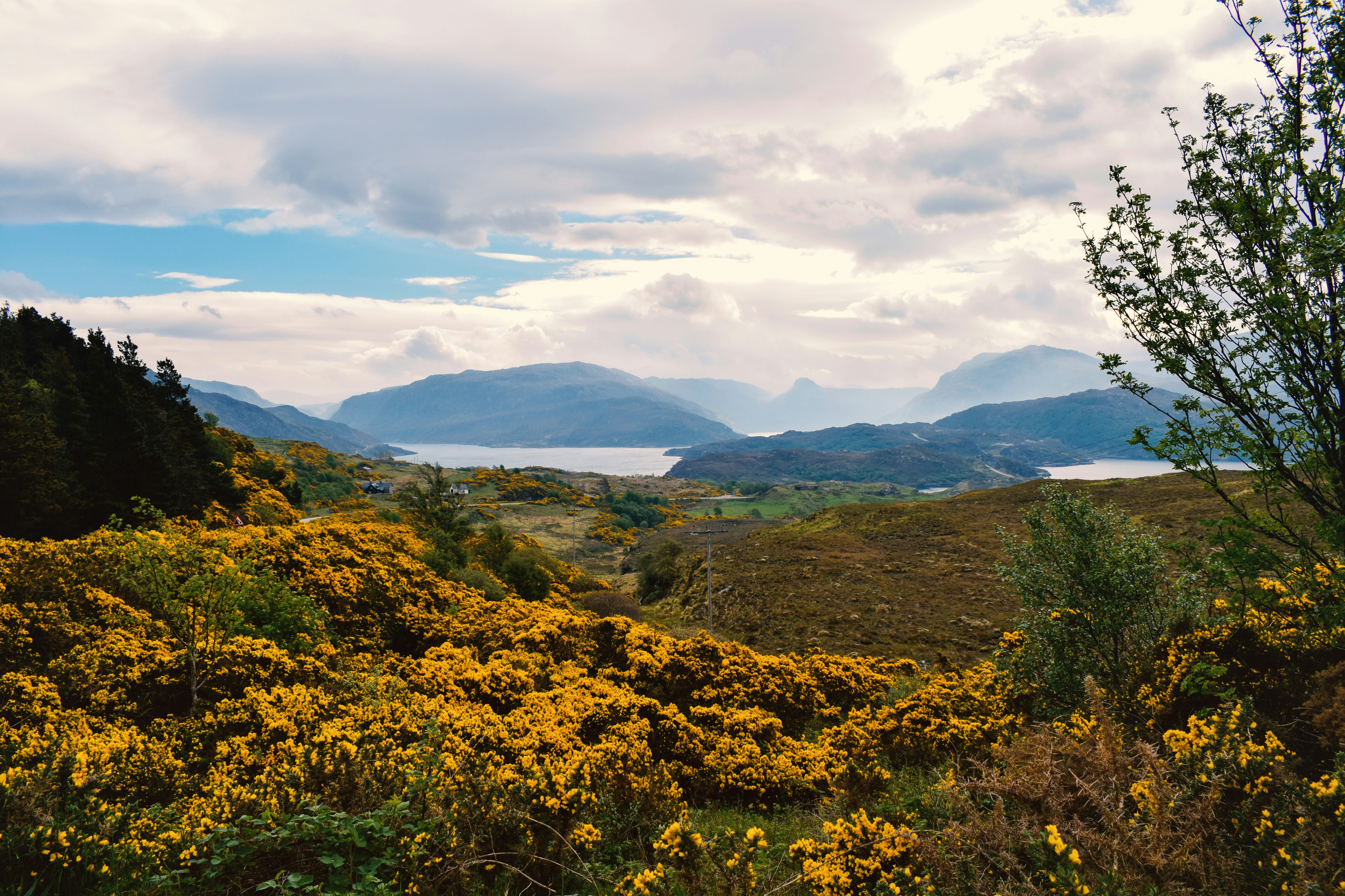 Vibrant yellow gorse bushes spread across rolling hills with misty mountains in the distance under a partly cloudy sky.