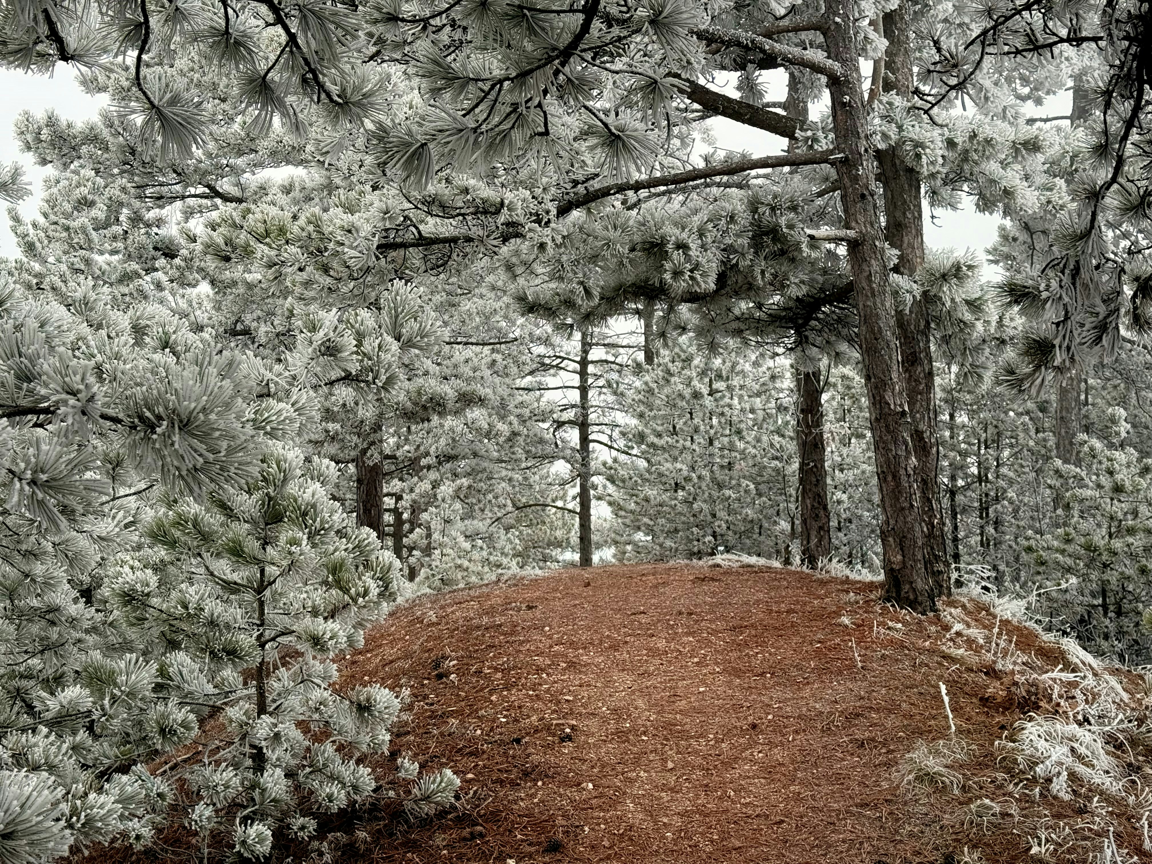 Winter's Embrace on a Forest Path
