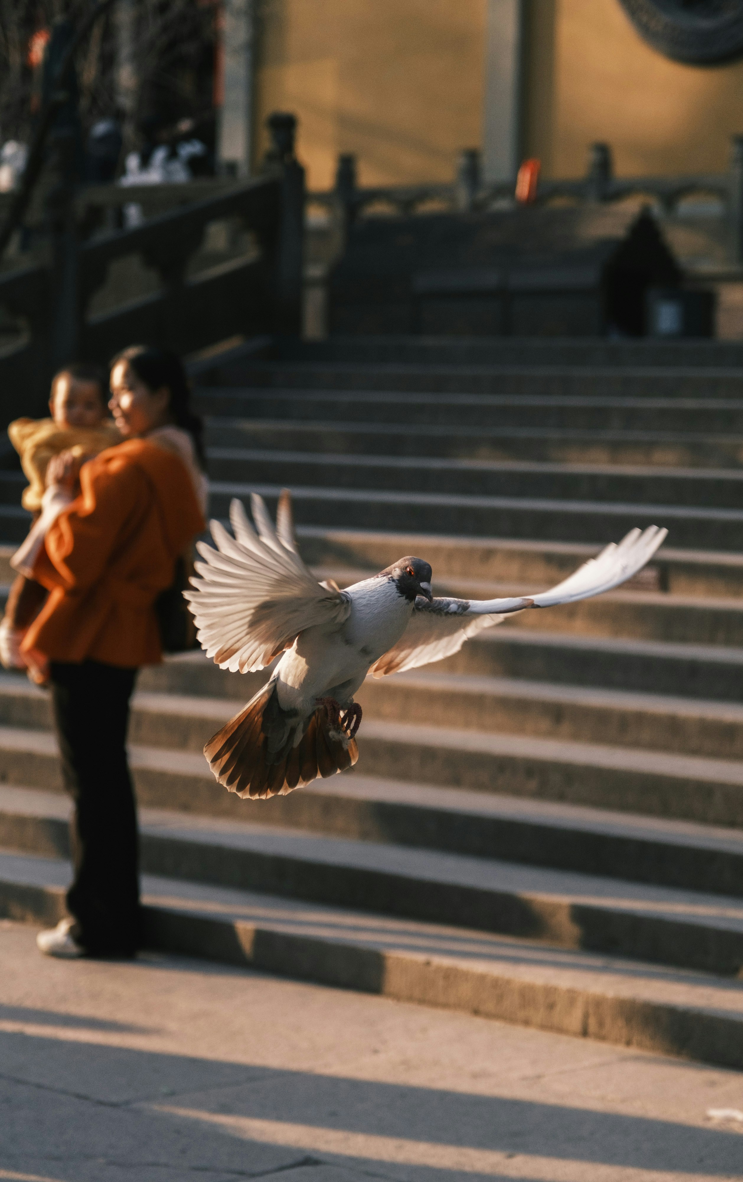 Wingbeat Over Sunlit Steps: A Pigeon in Flight