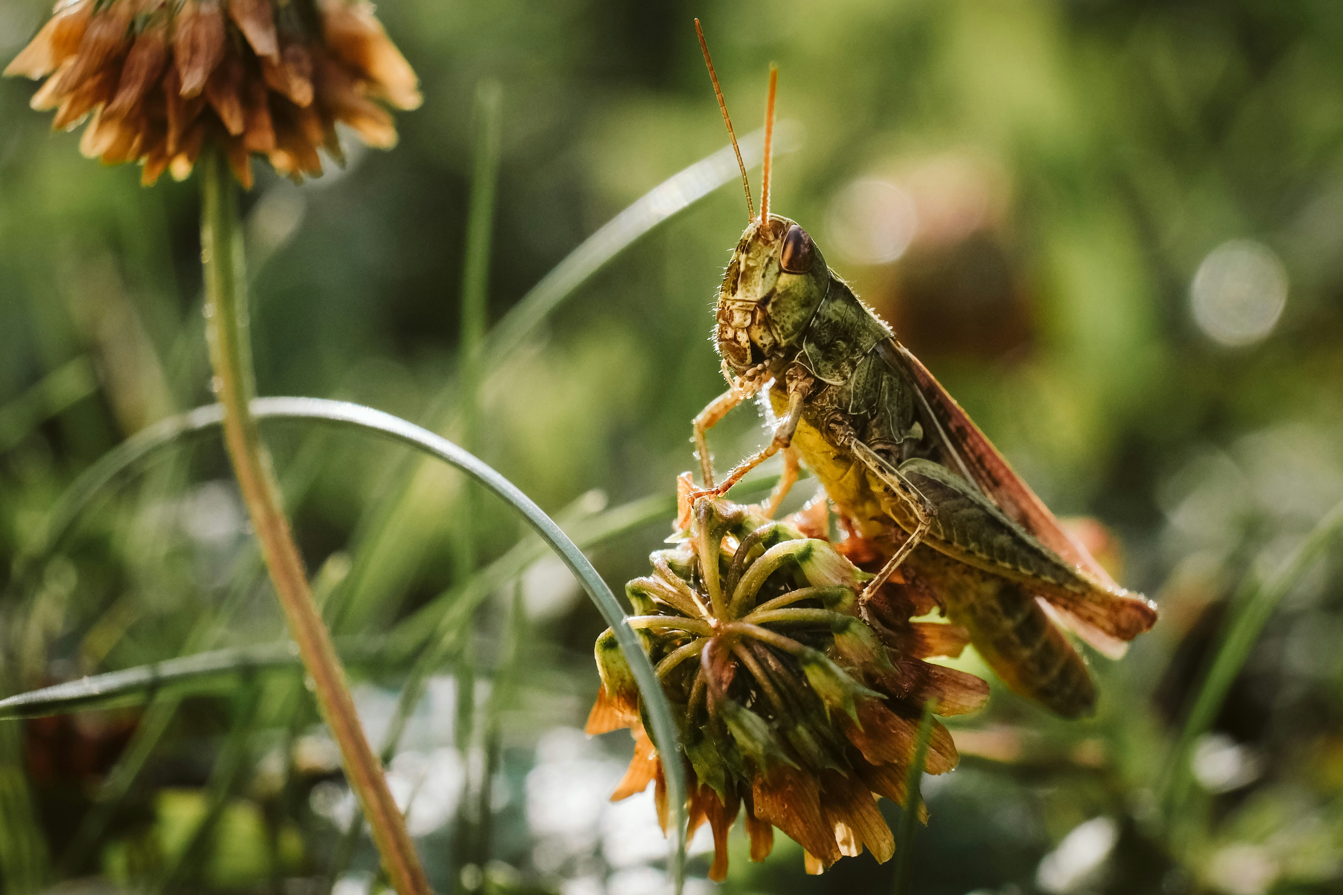 Grass-stem Predator: a Praying Mantis Perched on a Seed Pod