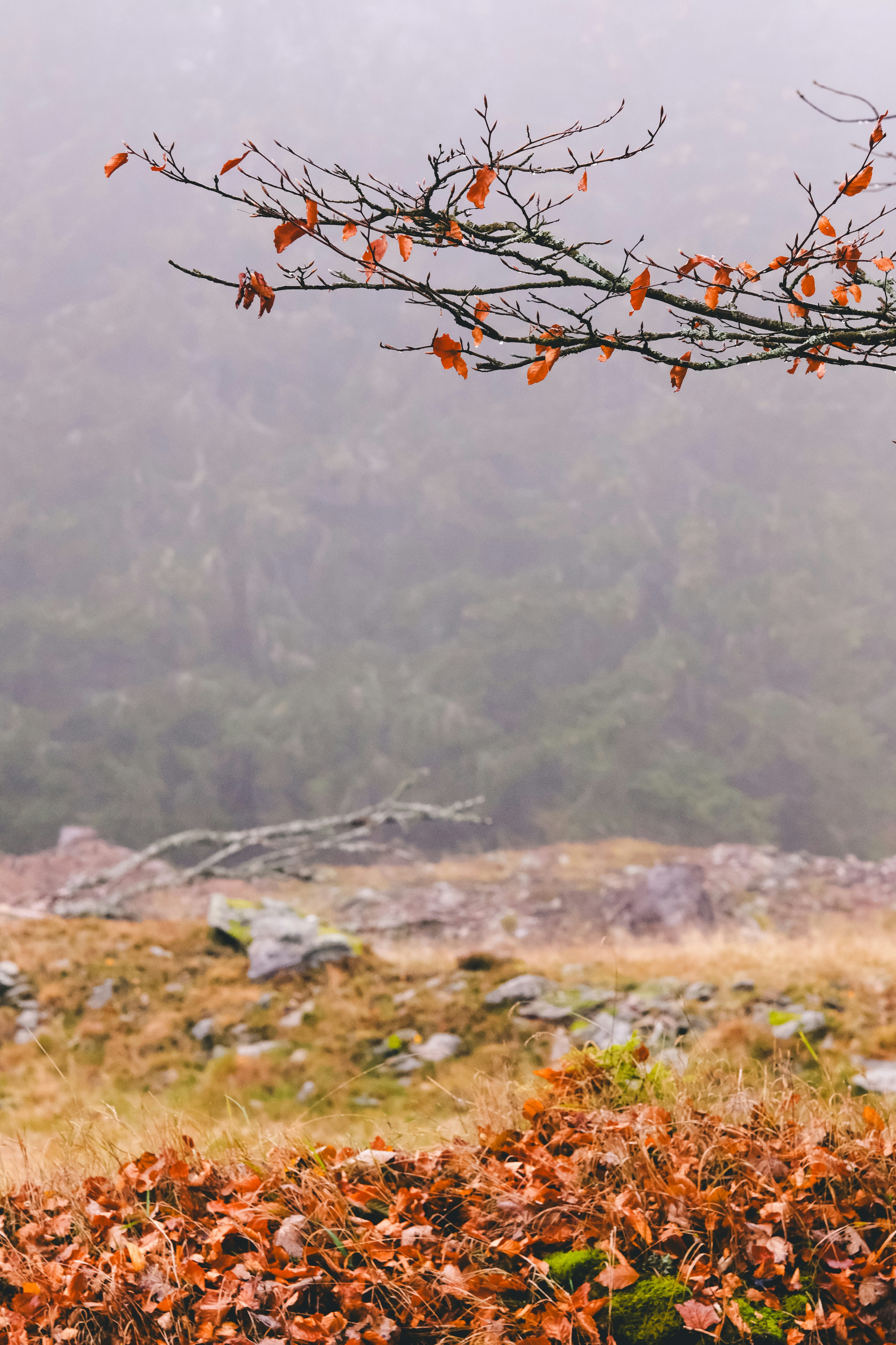 Muted valley with a slender branch and orange leaves stretching across the upper third; a foggy, rocky meadow below, conveying a calm autumn moment. This is a natural landscape.
