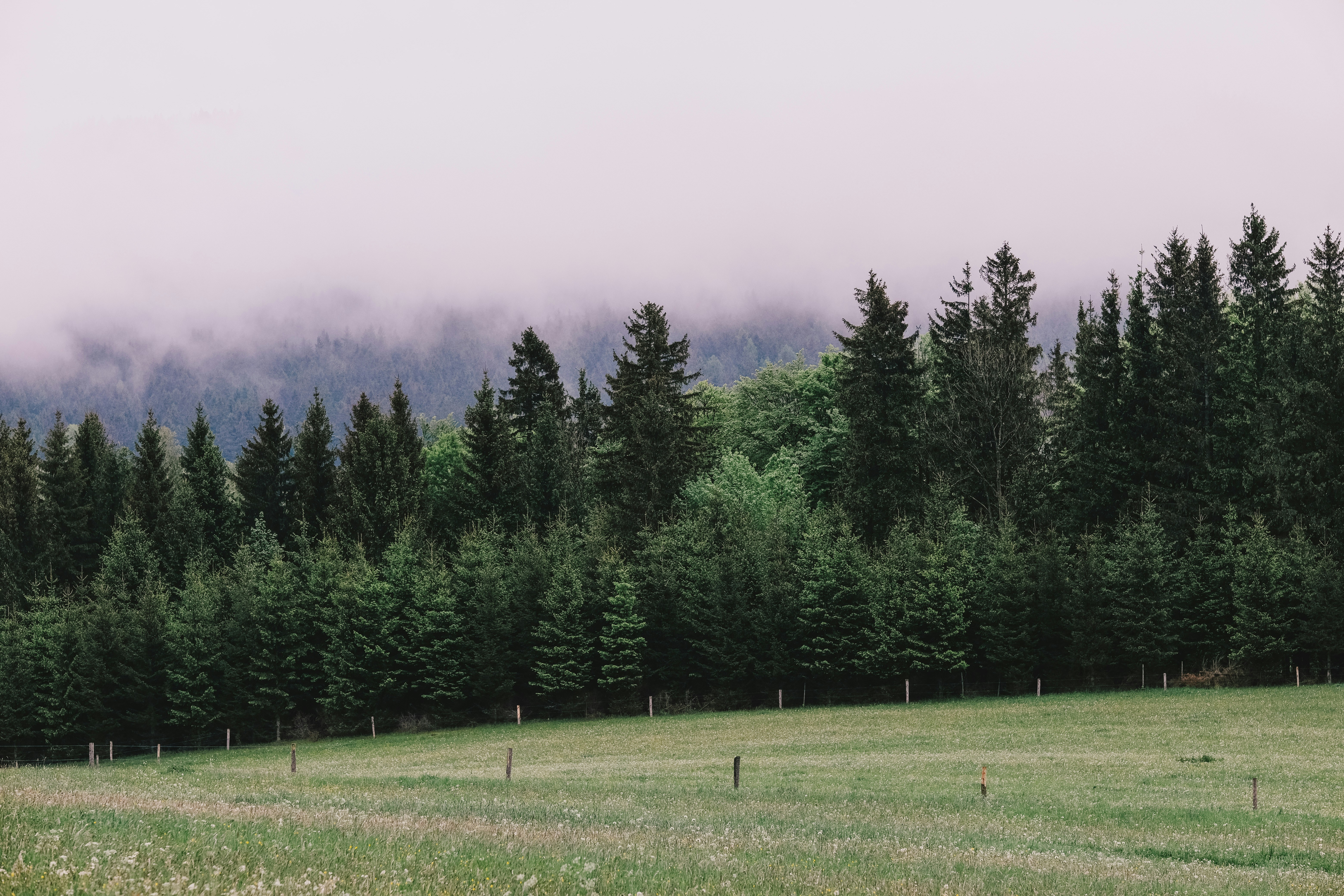 Mist-Kissed Pines Framing a Quiet Meadow