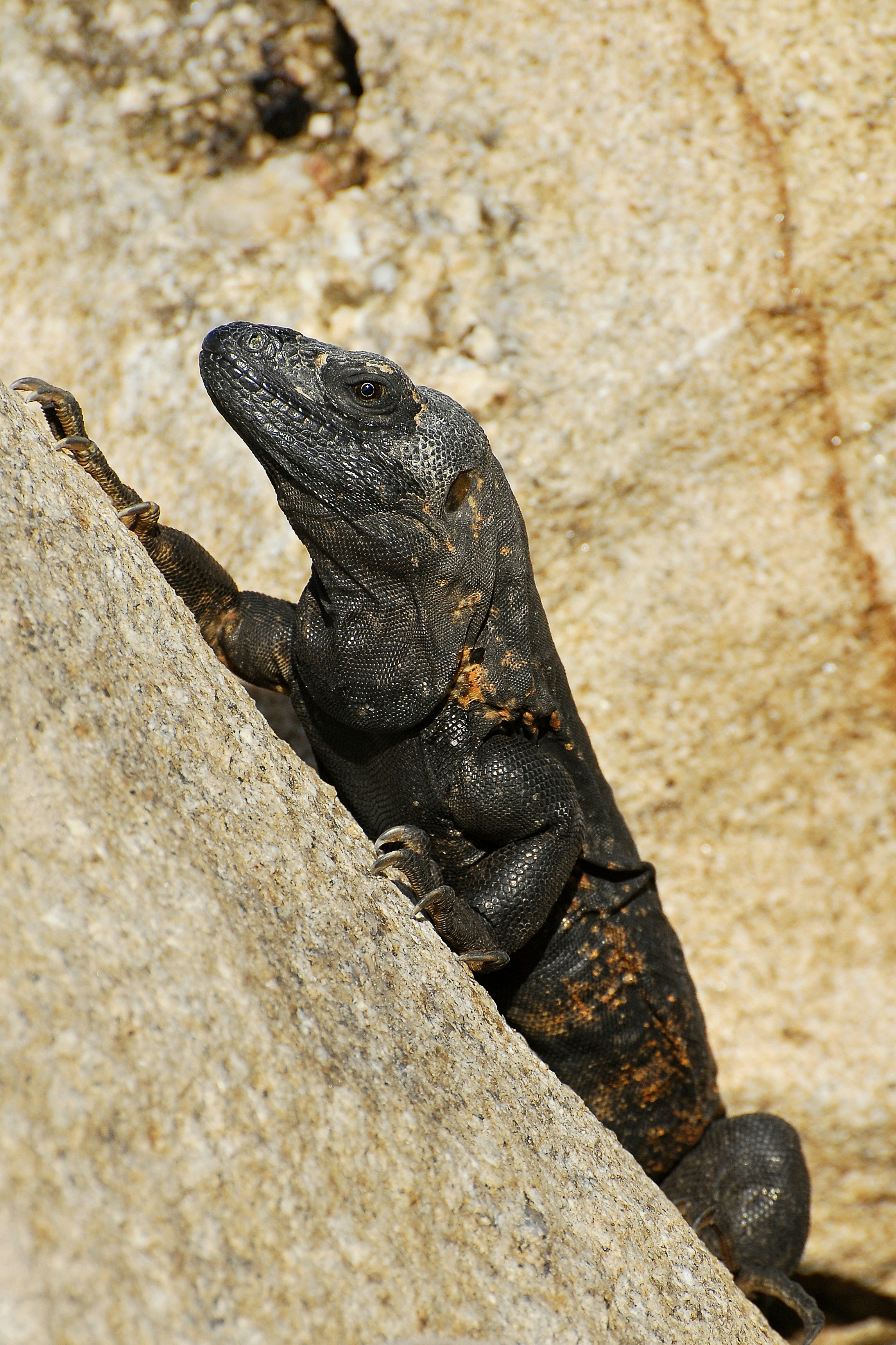 Mexican beaded lizard basking on a sunlit rock surface.