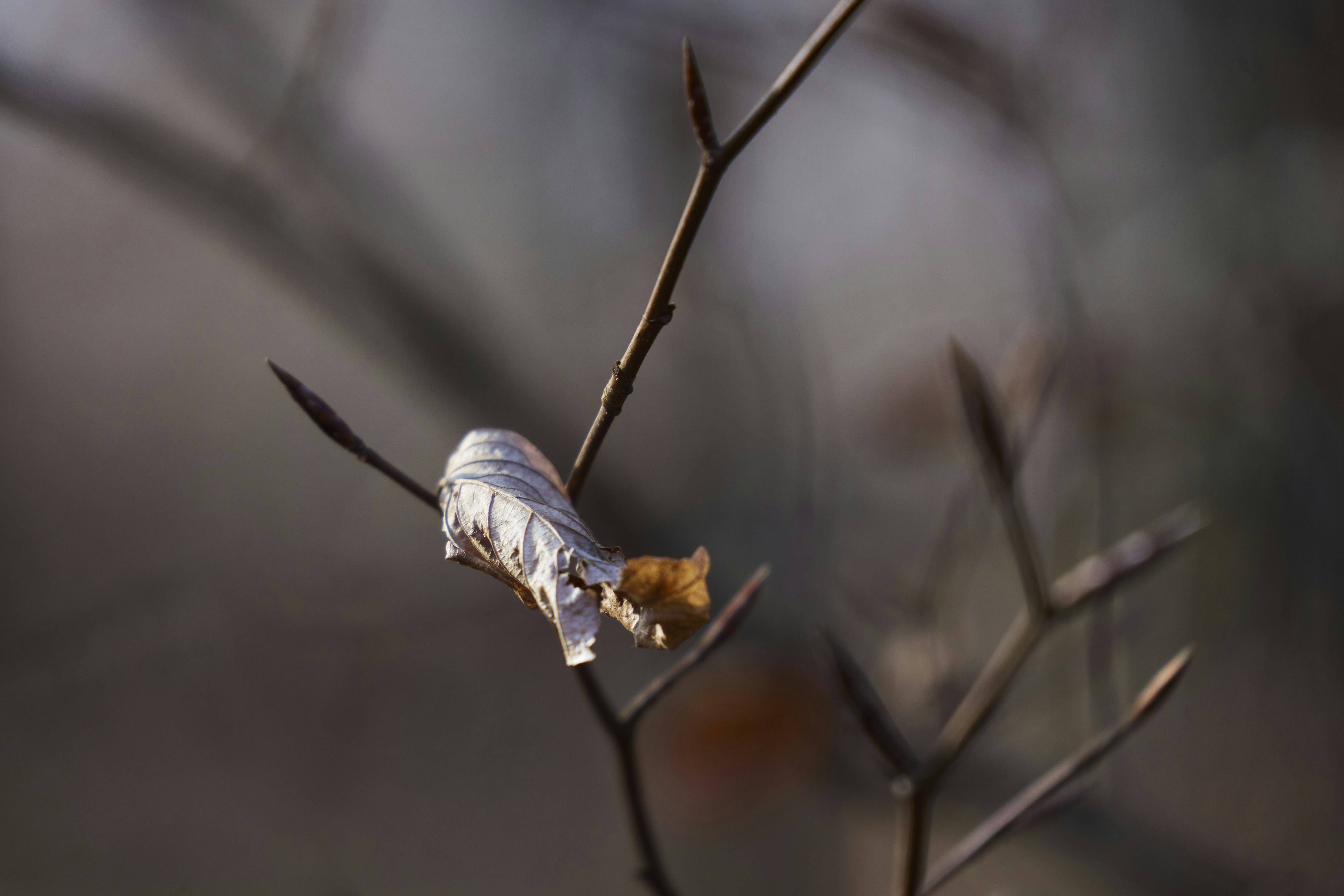 Winter's Latch: A Dried Leaf Gripped by a Thorn