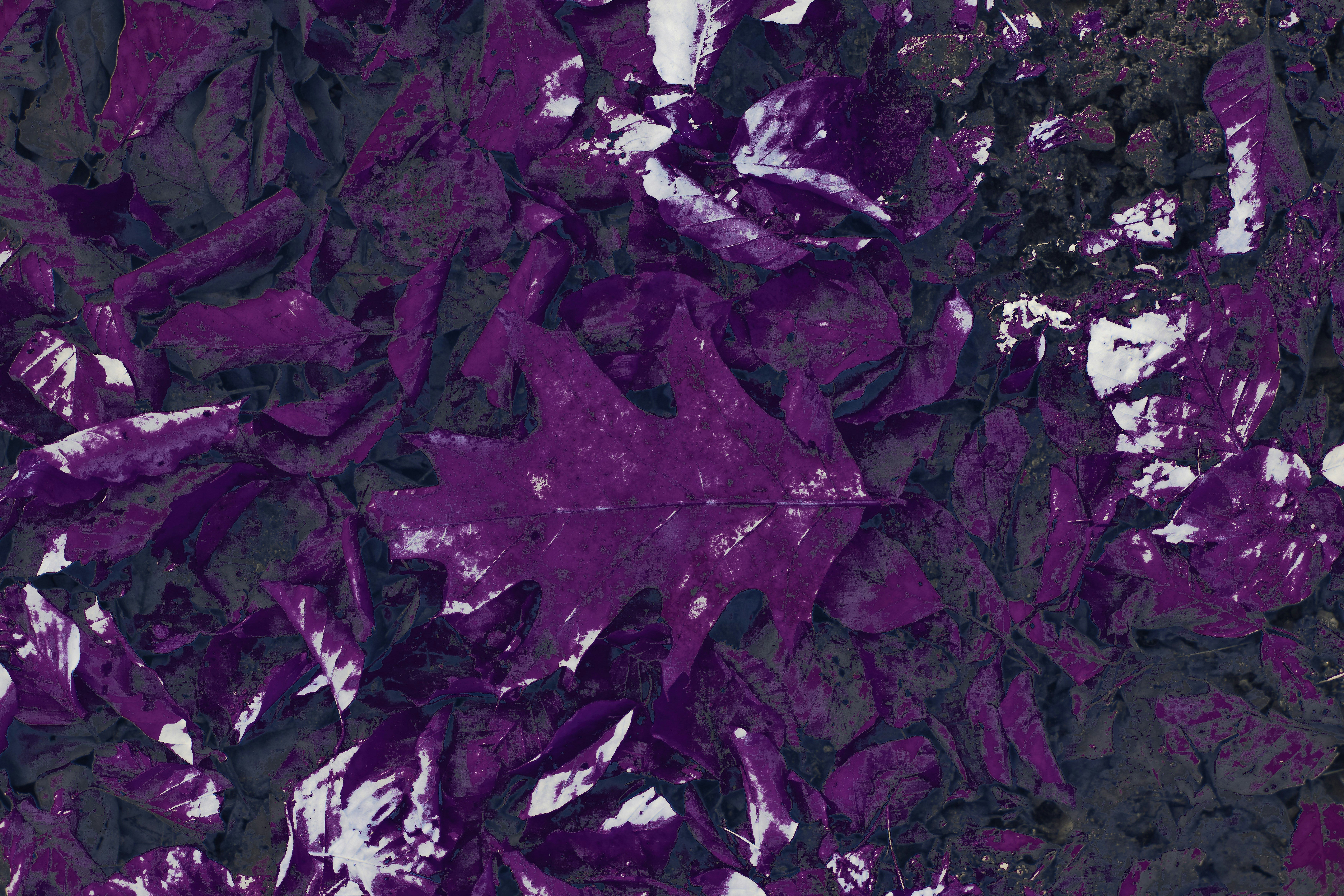 A vibrant arrangement of purple leaves scattered on the ground, featuring a prominent oak leaf in the center. The contrasting colors create a striking visual impact.