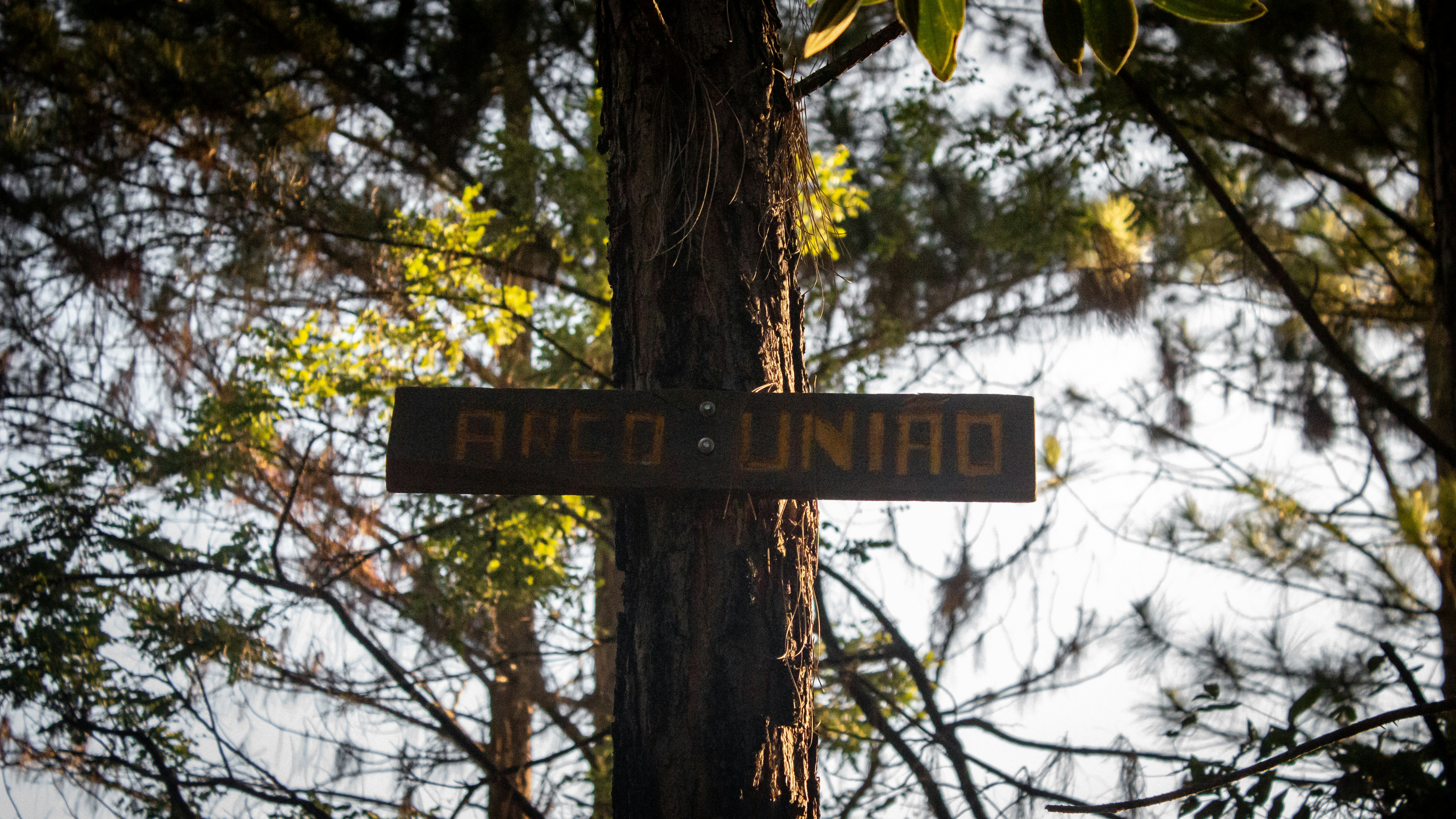 Whispers Among the Pines